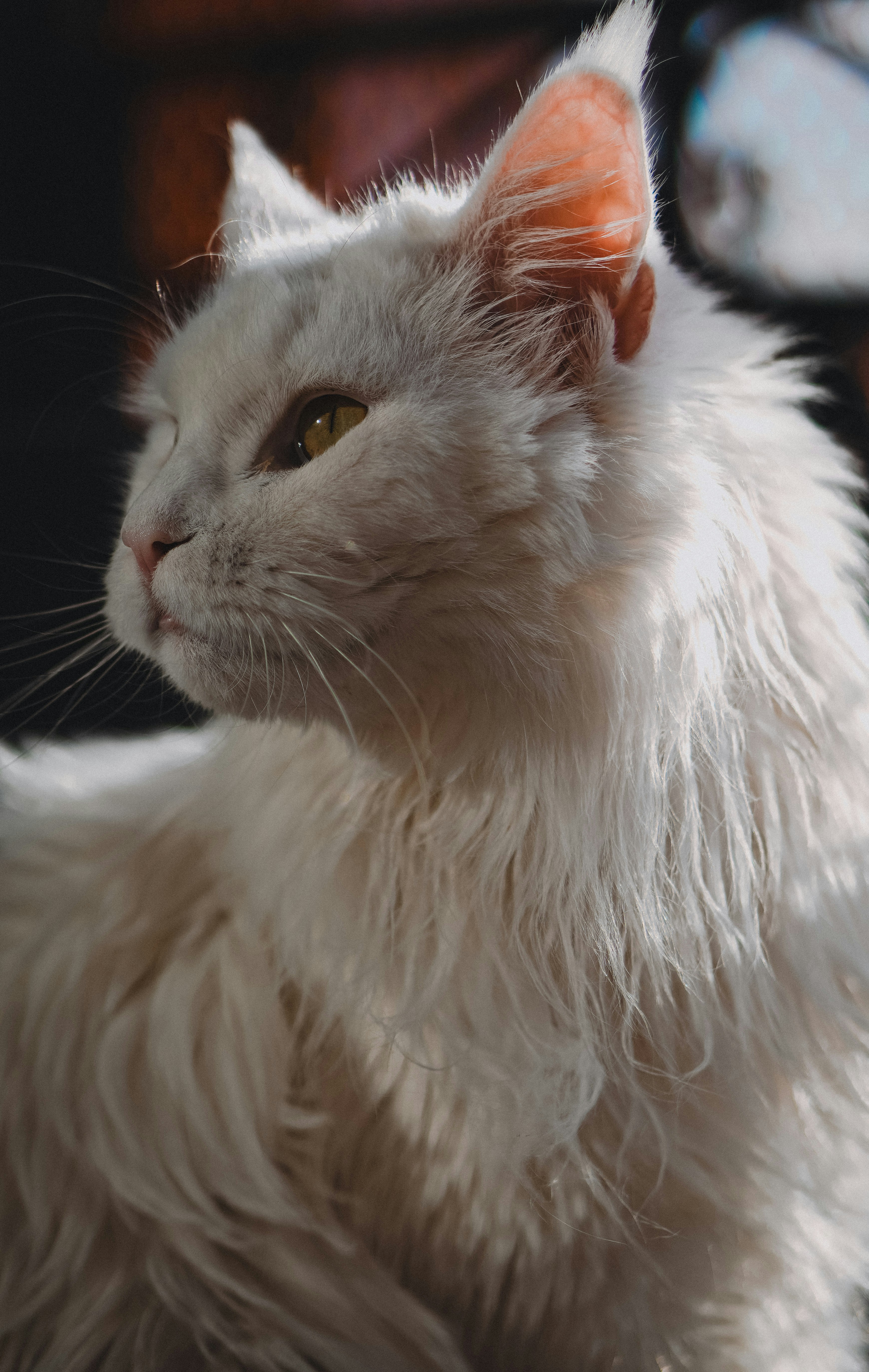 Soft-graced Gaze: A White Cat in Sunlit Quiet