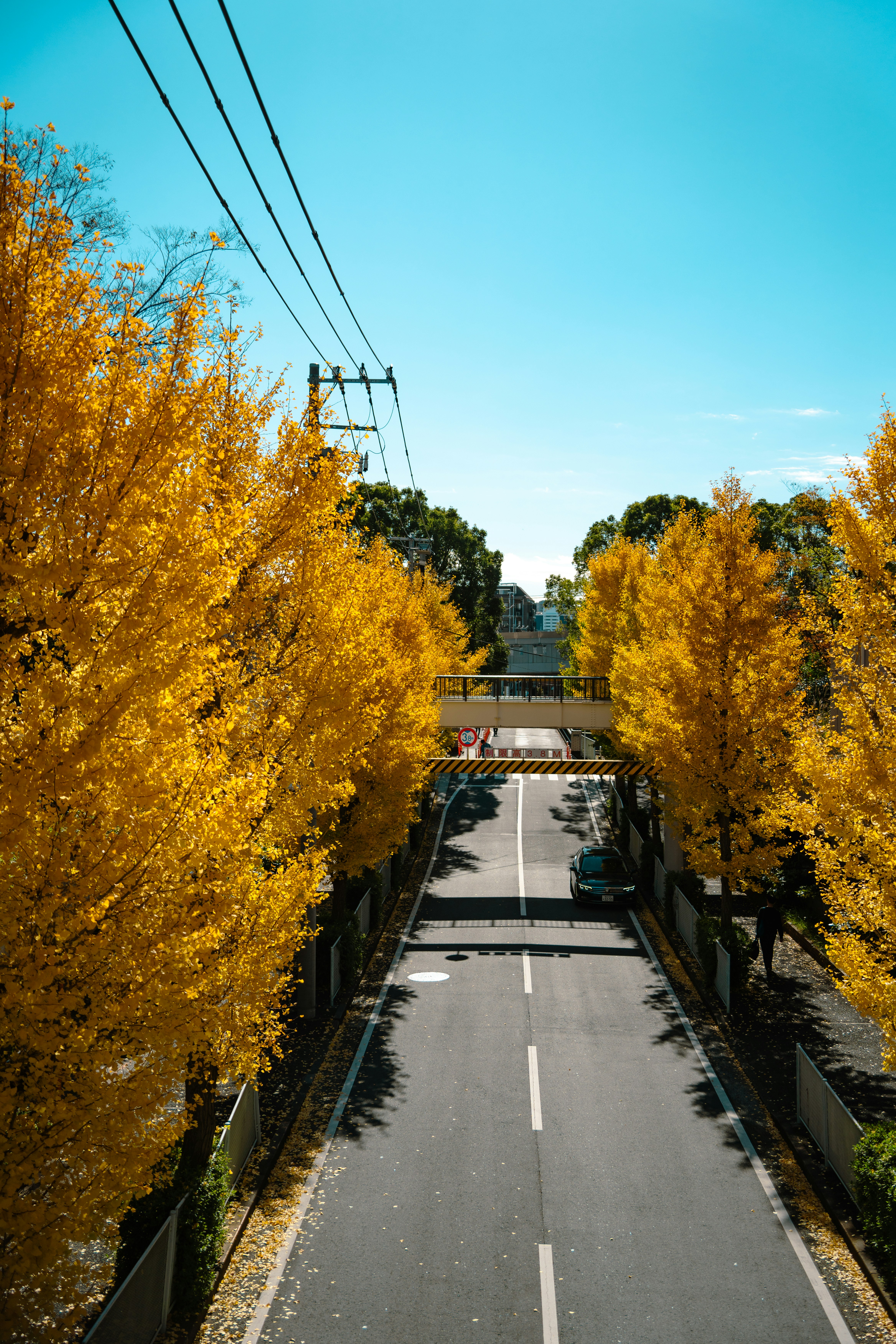 Autumn Corridor: A Tree-Lined Street Stretches Toward a Far Bridge