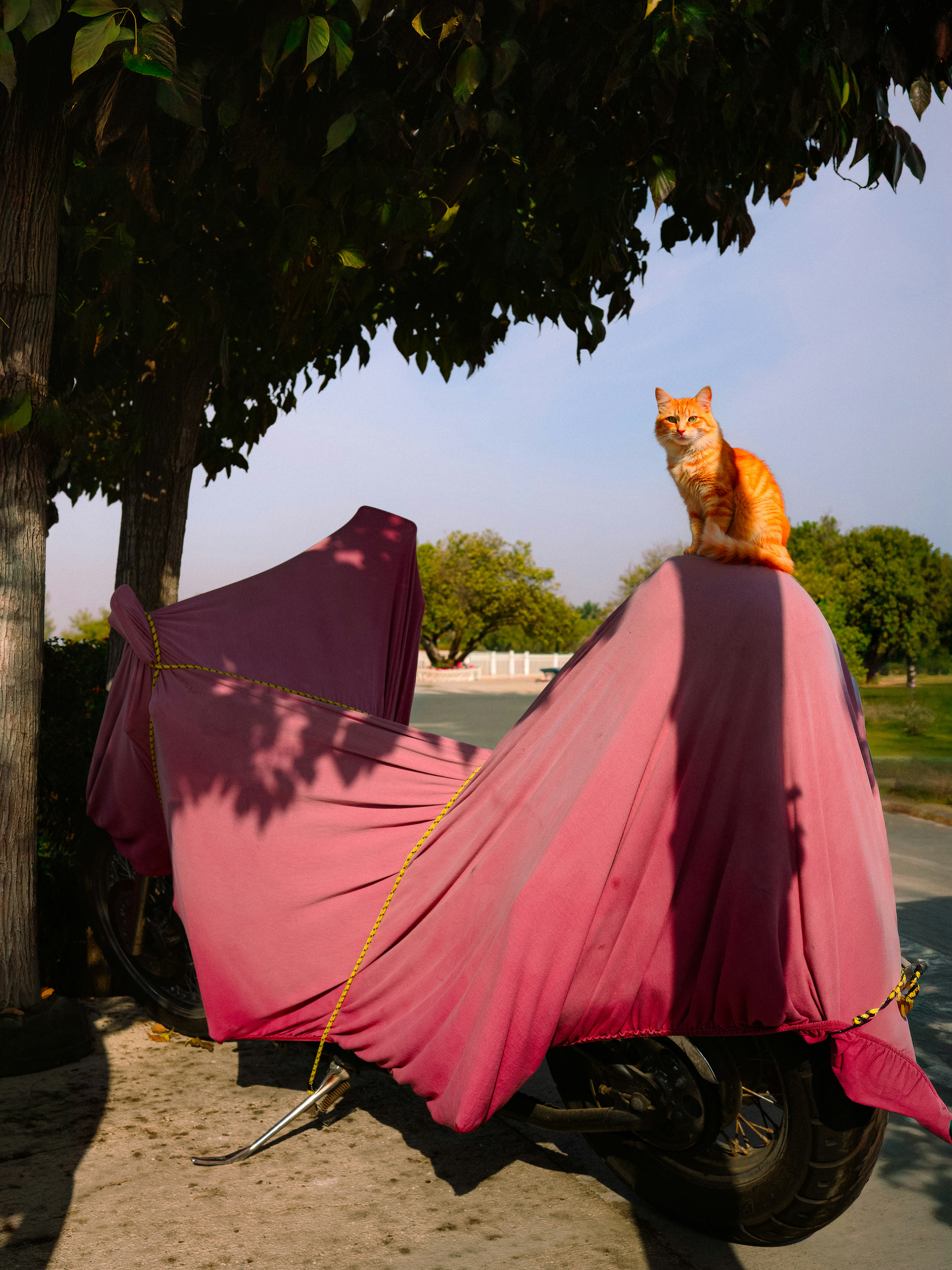 Photo by Maximus Mazar with Nikon Zf