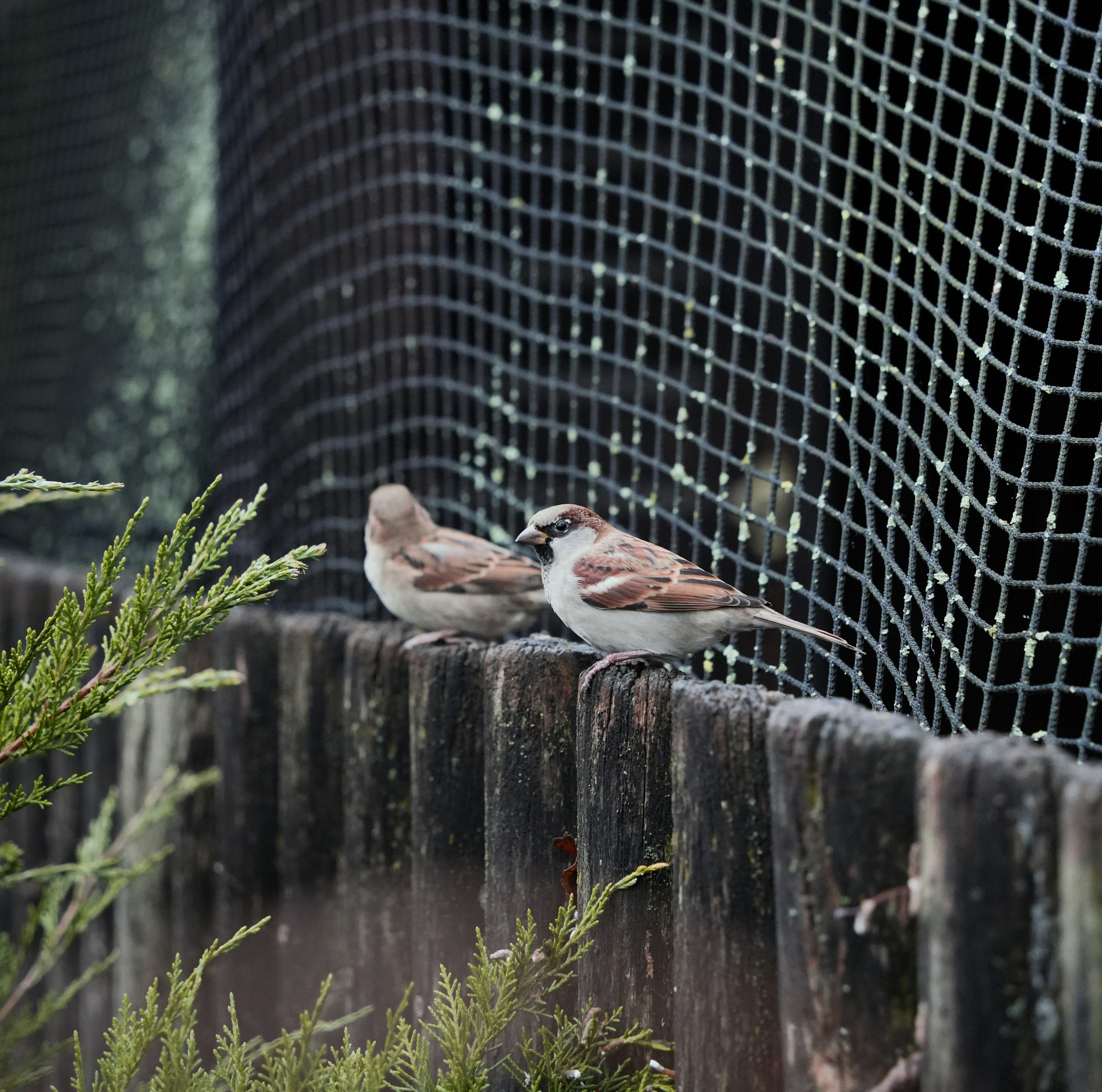 Two House Sparrows on Weathered Timber by a Mesh Fence