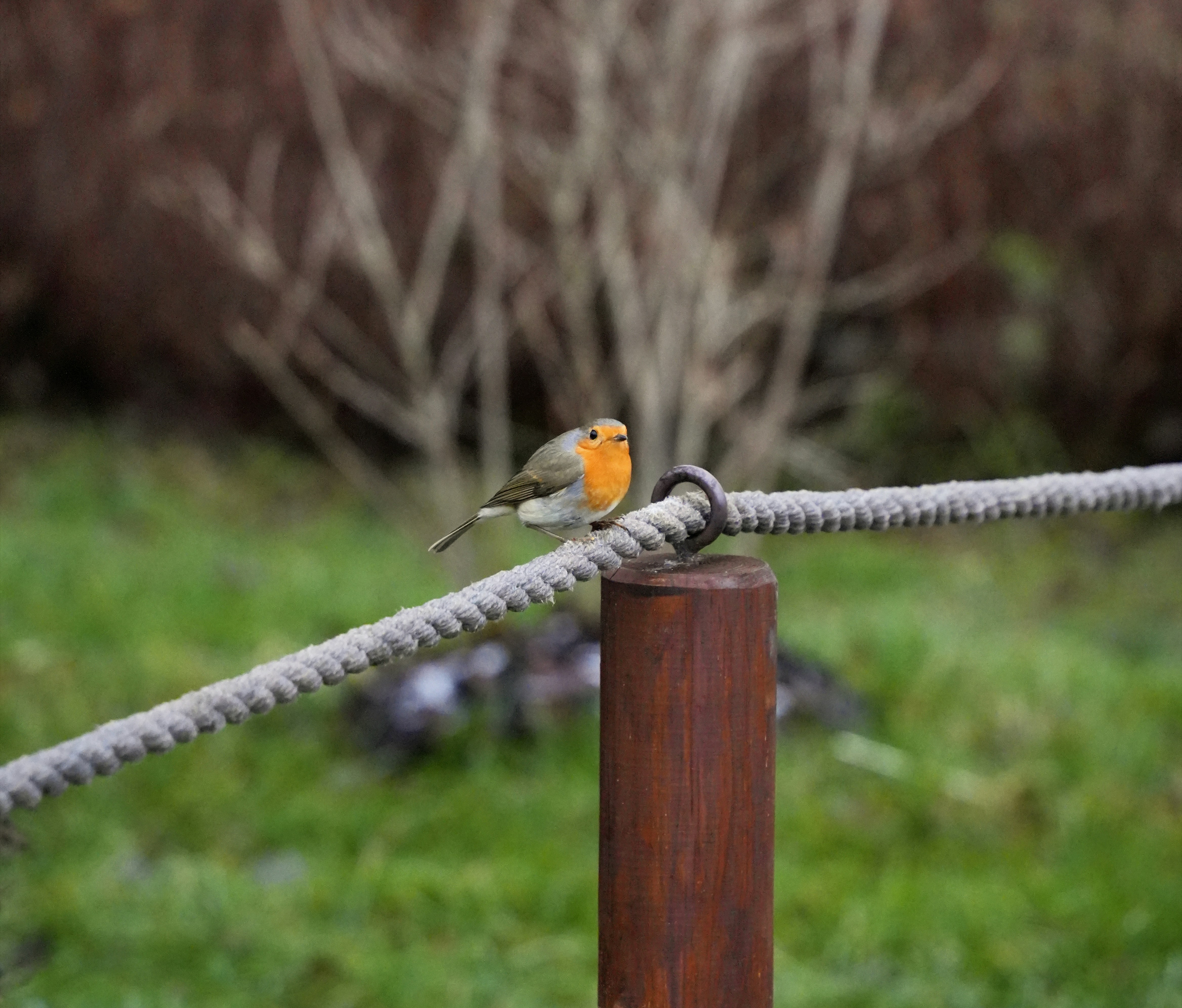 Robin on a Rope Rail