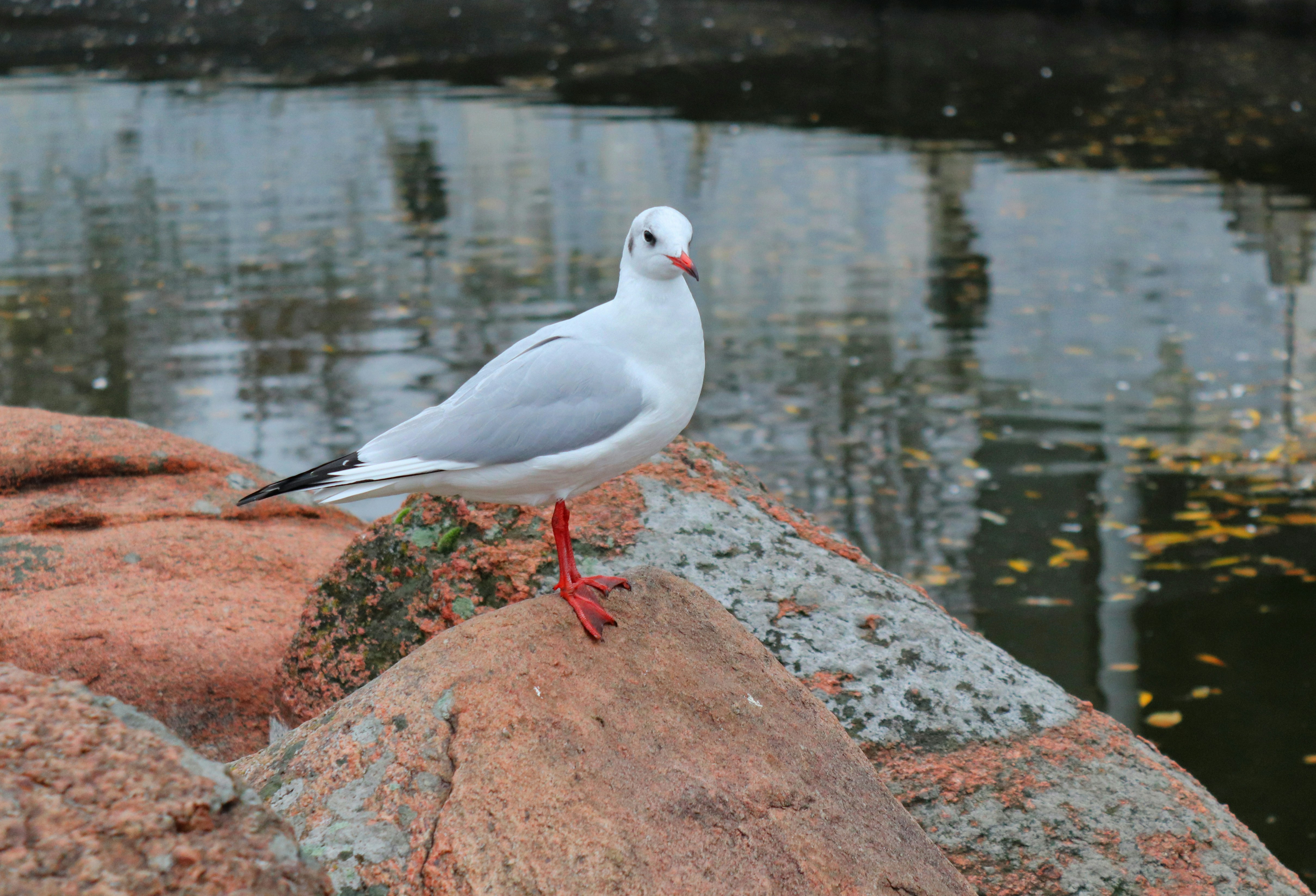Red-leggied Seabird on Weathered Boulders by Quiet Water