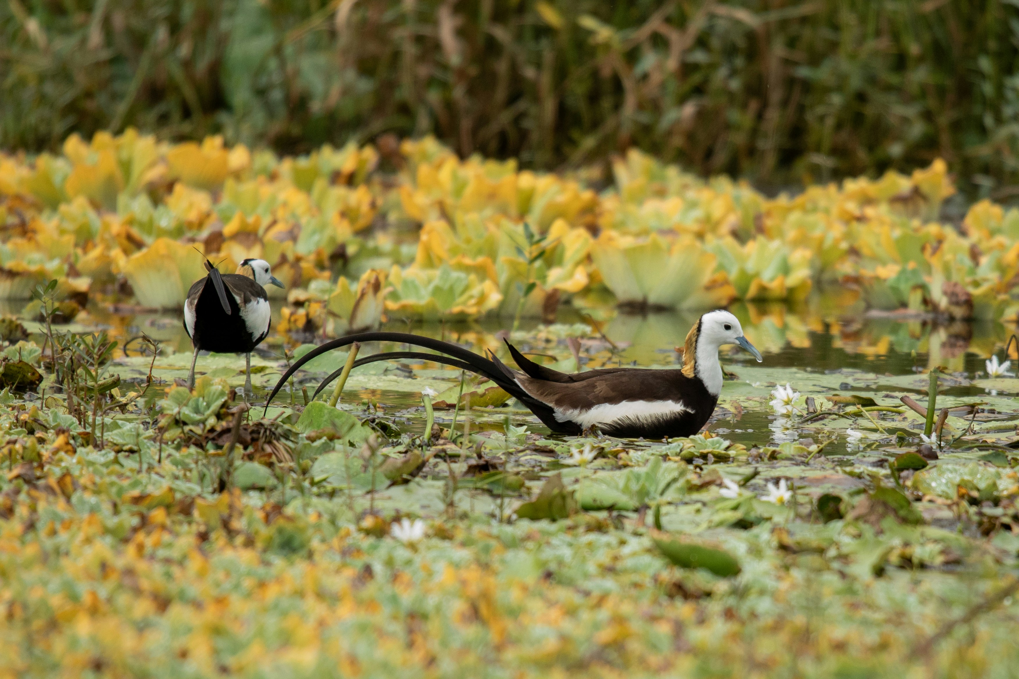 Elegant Whispers on a Lily-Studded Pond