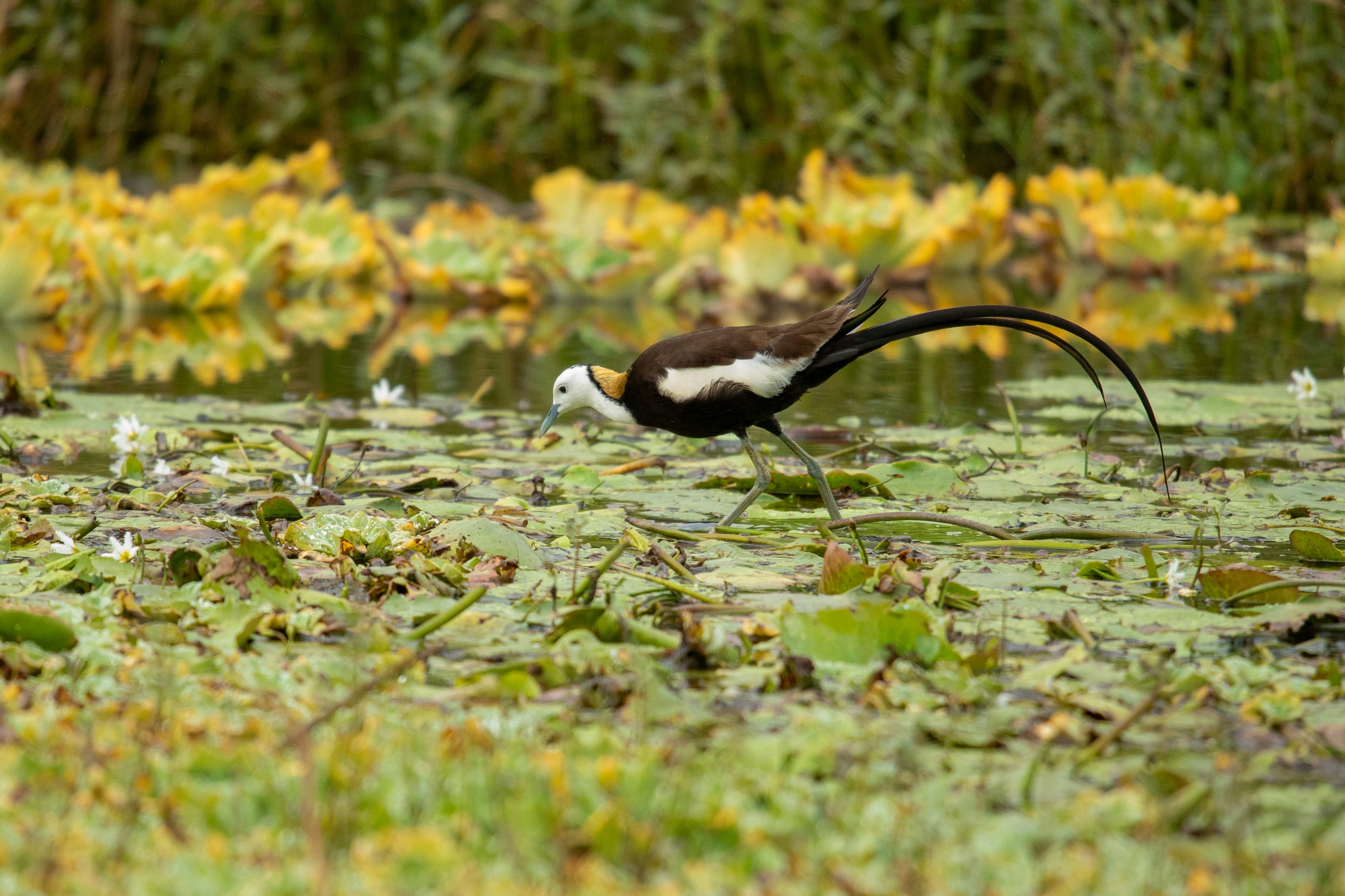 Heron of the Dappled Quiet: Long-tailed Stilt in a Pond of Autumn Drift