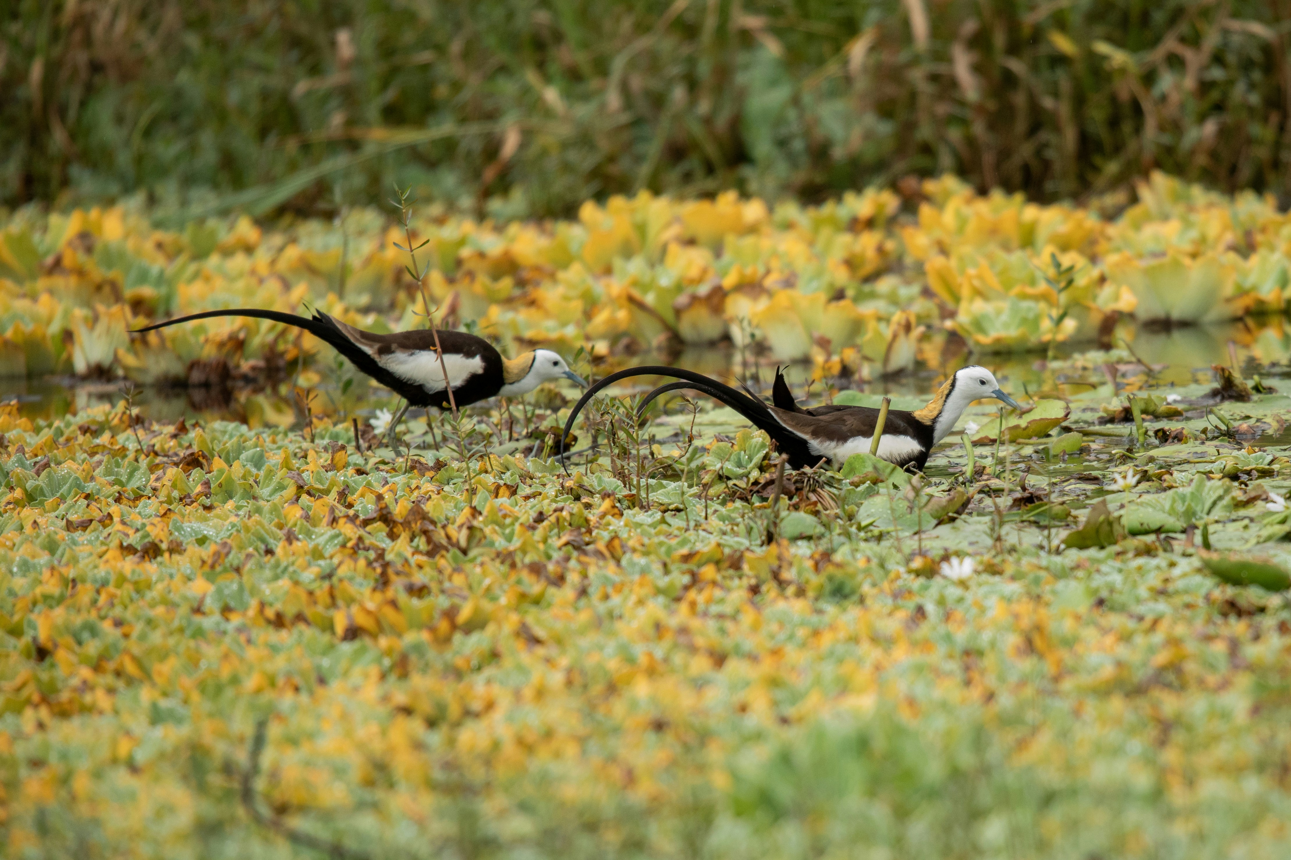 Flight Across a Floral Swath: Two Pied Stilts Skimming a Pond Carpeting