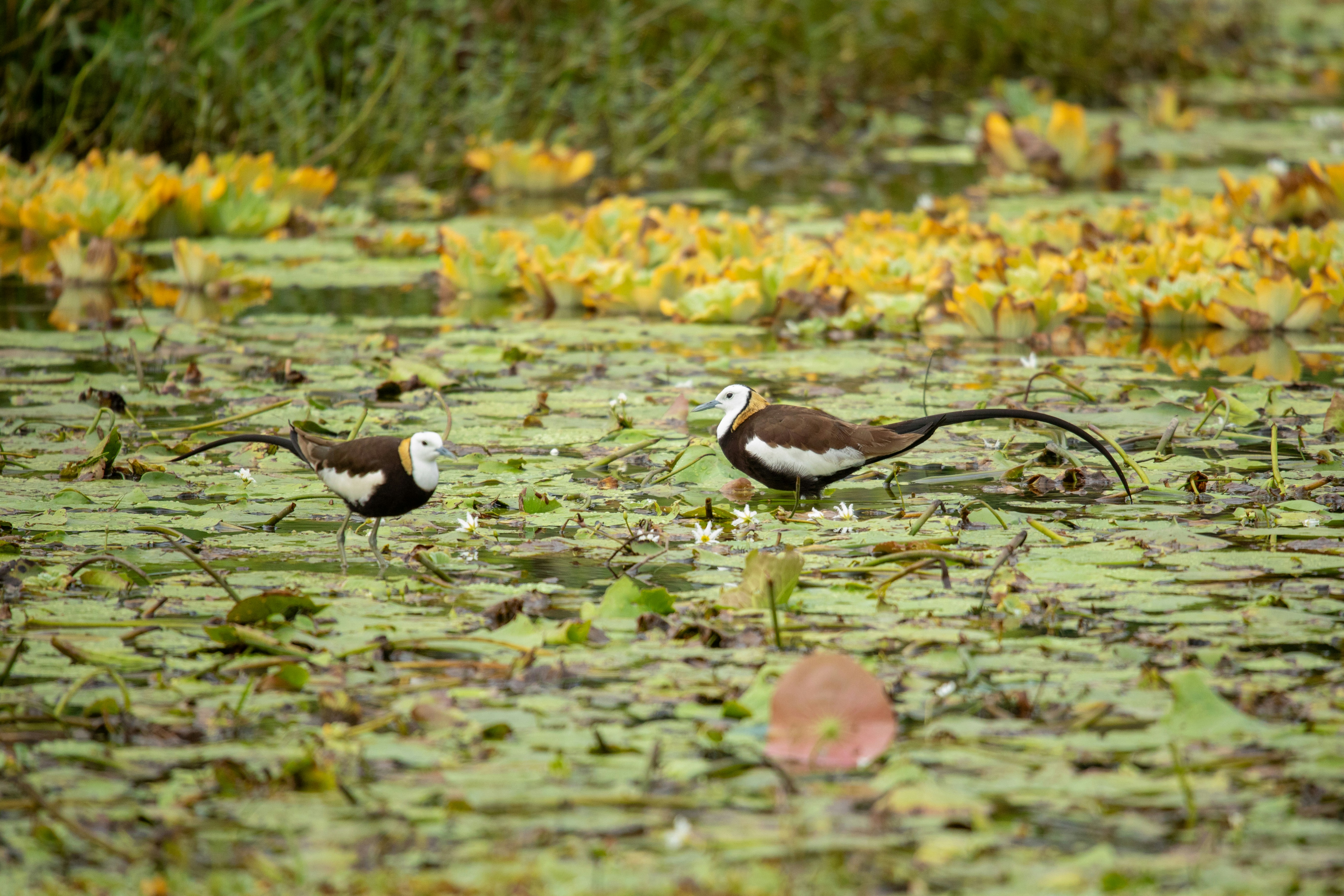 Two White-Handled Waders Stalking a Lily Pad Corridor