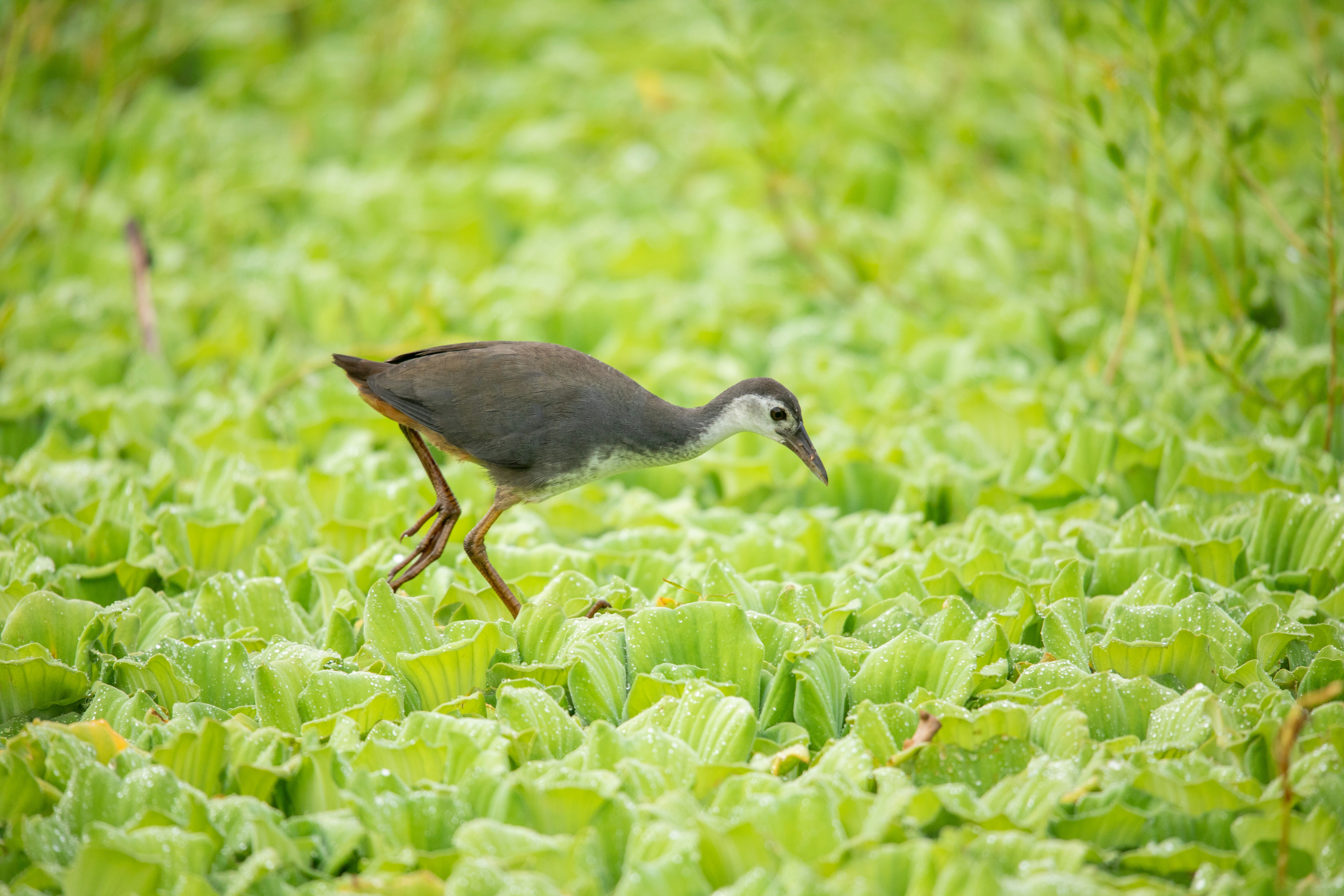 Baby White-breasted Waterhen Searching for Food at the Lake