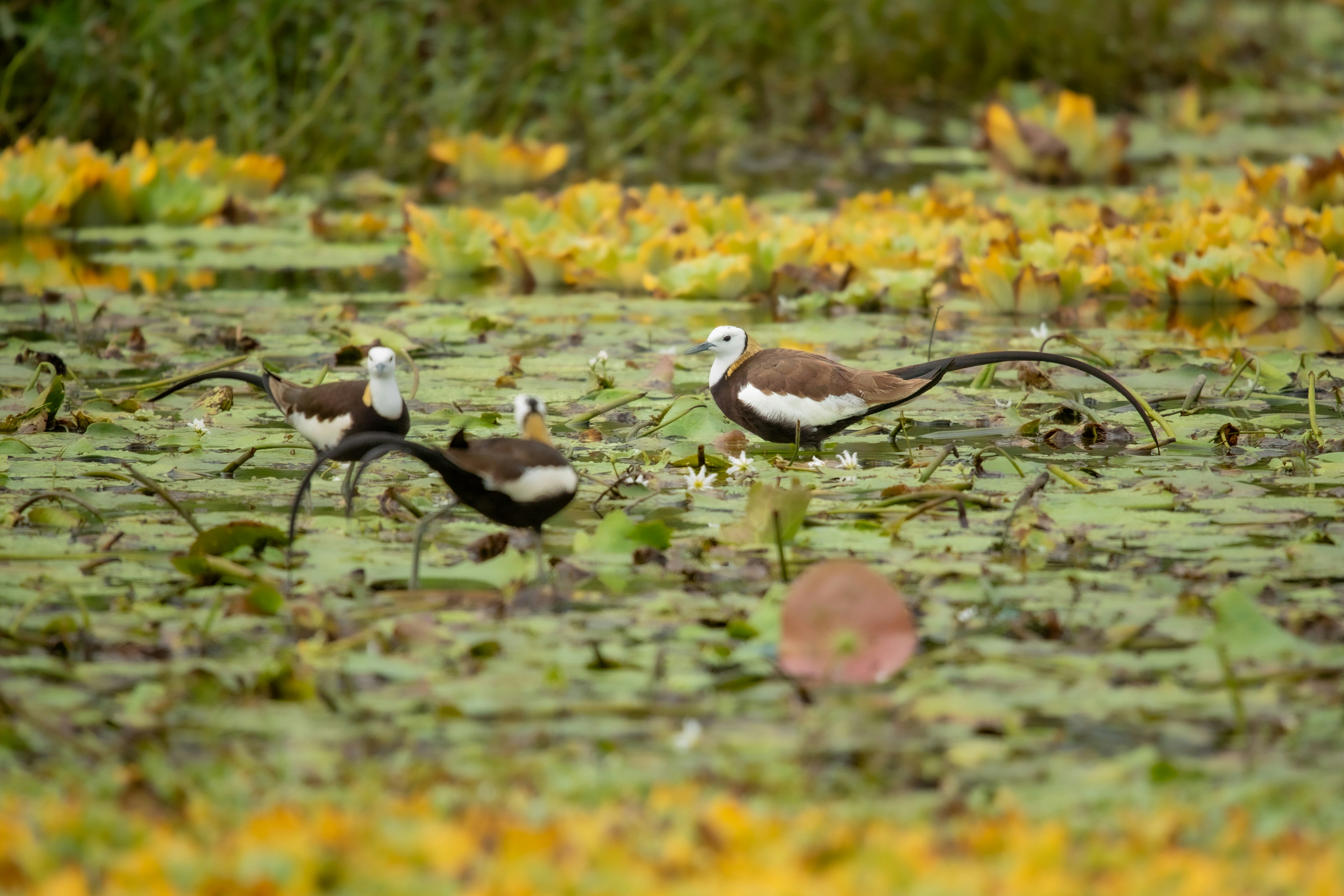 Migrating Pheasant-tailed Jacanas Searching for Food at the Lake
