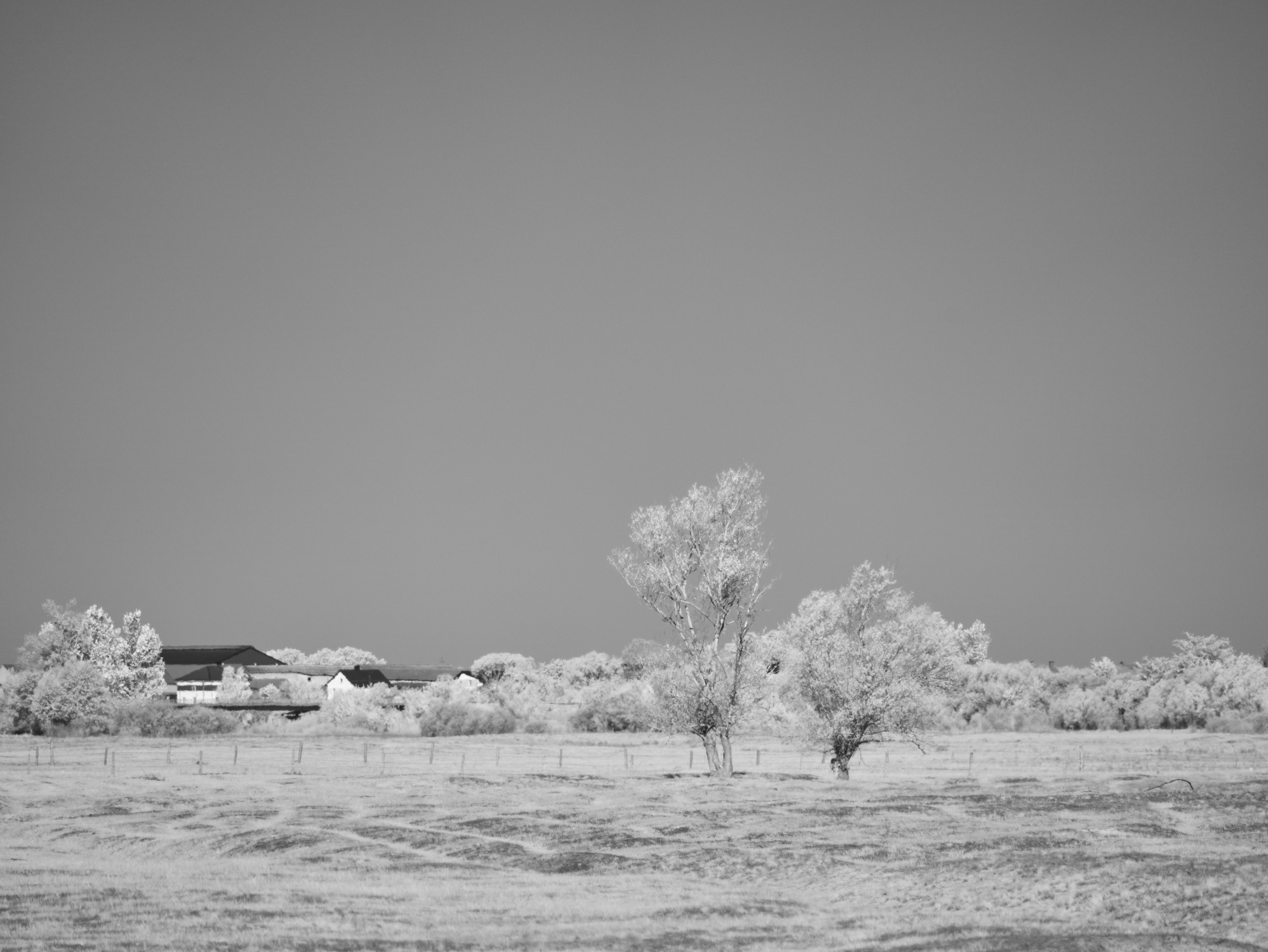 Quiet Prairie: A Lone Tree Guards the Distant Farm Horizon
