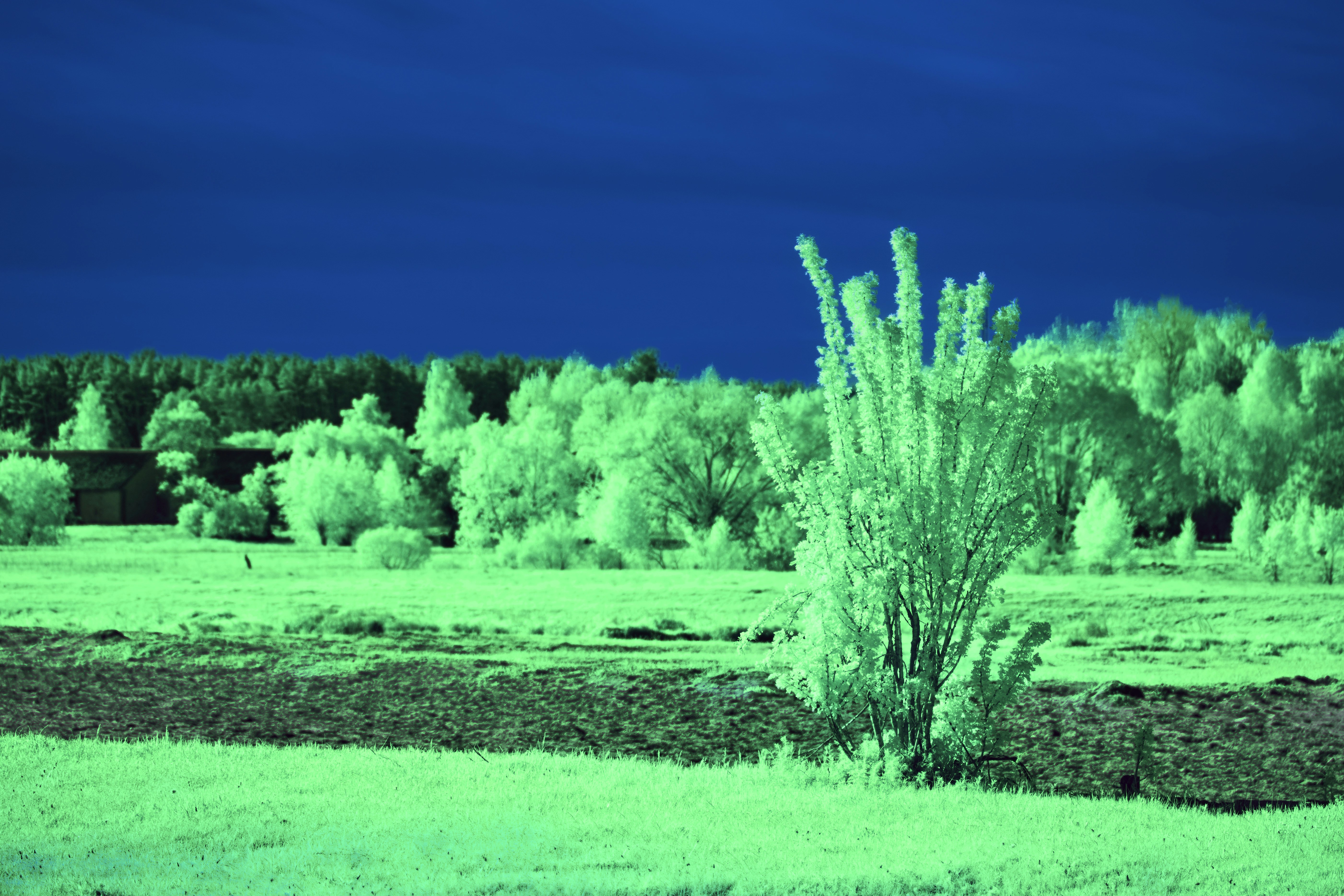 Photo by Wolfgang Hasselmann with Sony Alpha 7 IV