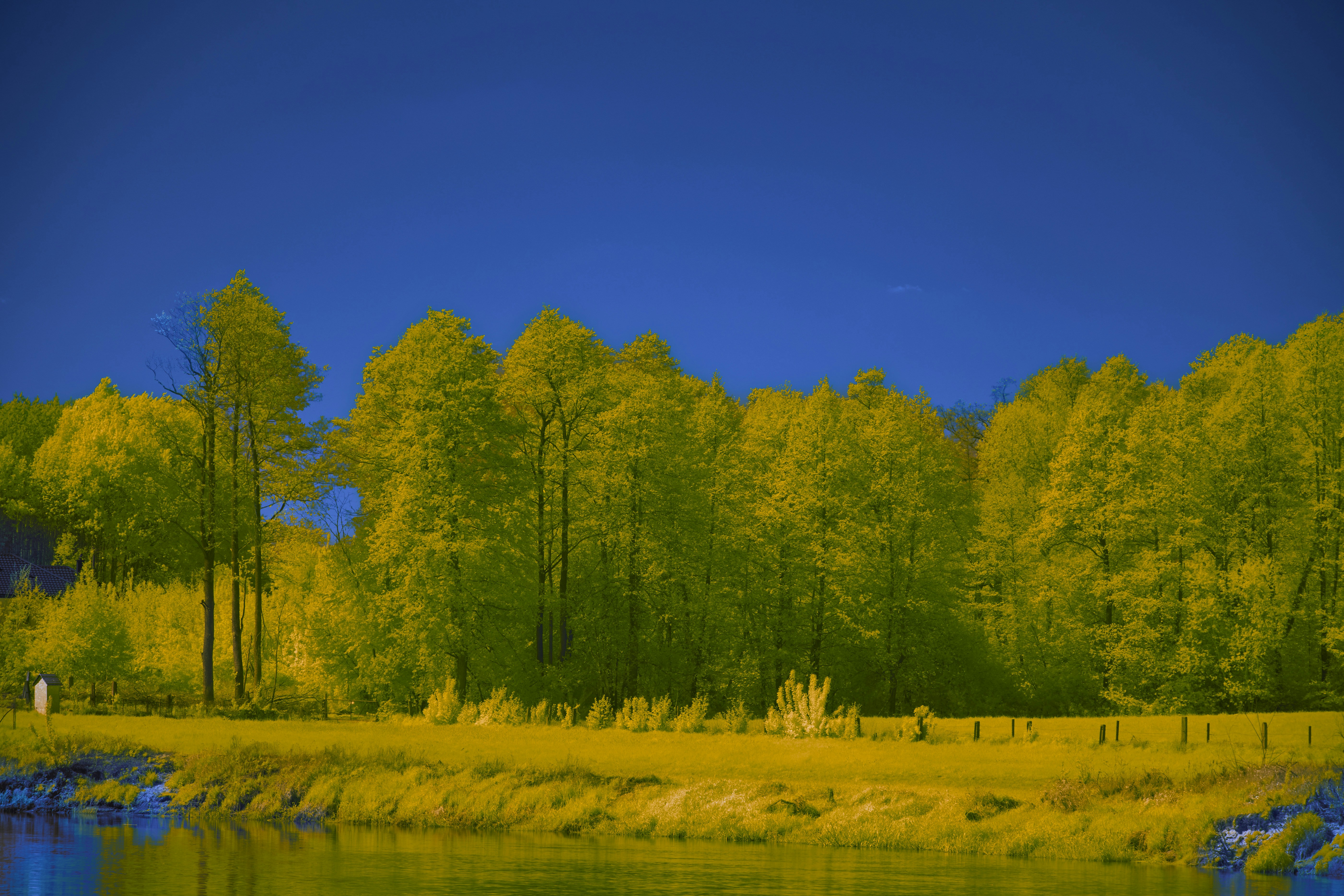 Golden Riverbank at Dusk: A Quiet Corridor of Lime Trees