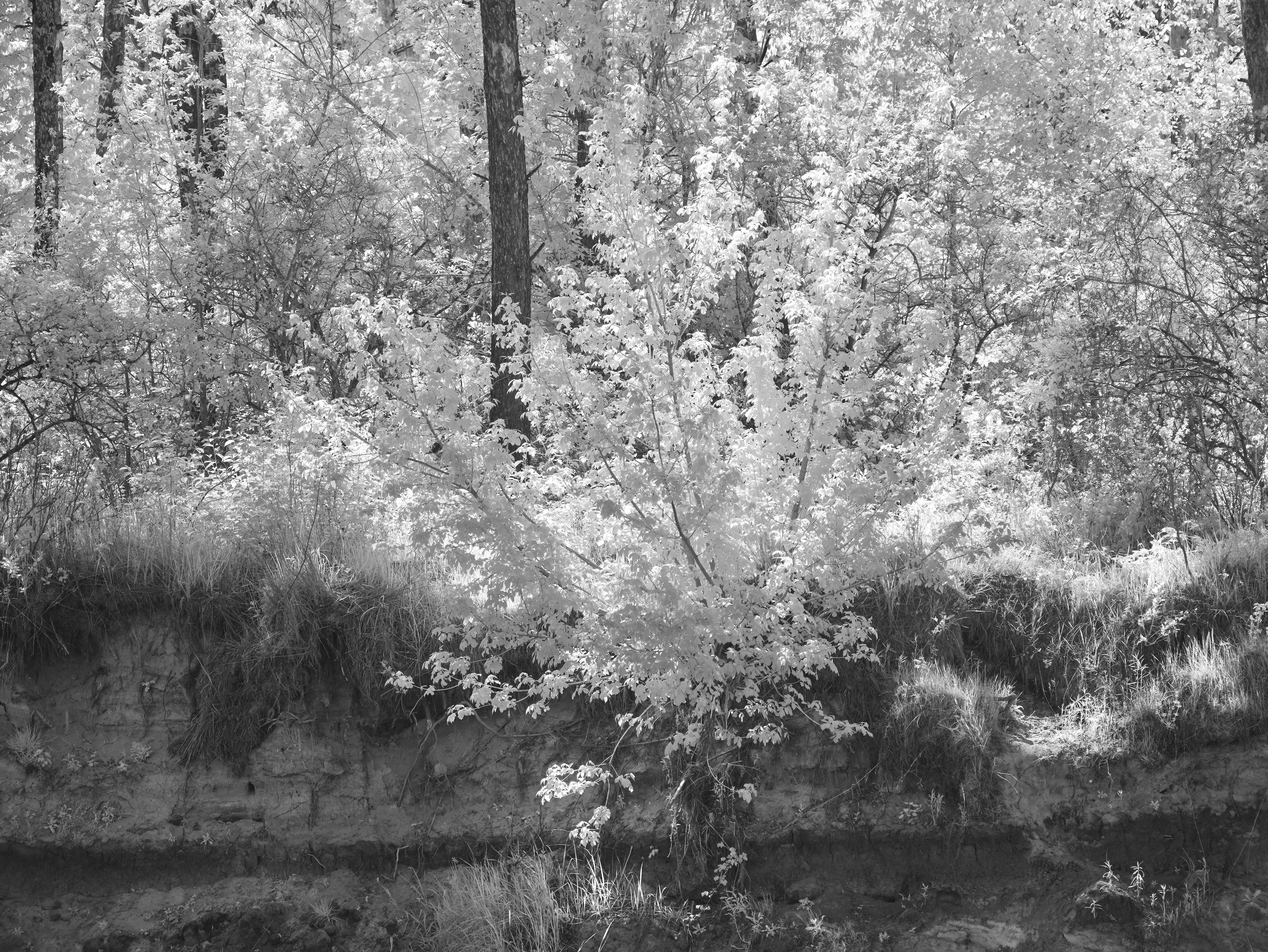 Photo by Wolfgang Hasselmann with Sony Alpha 7 IV