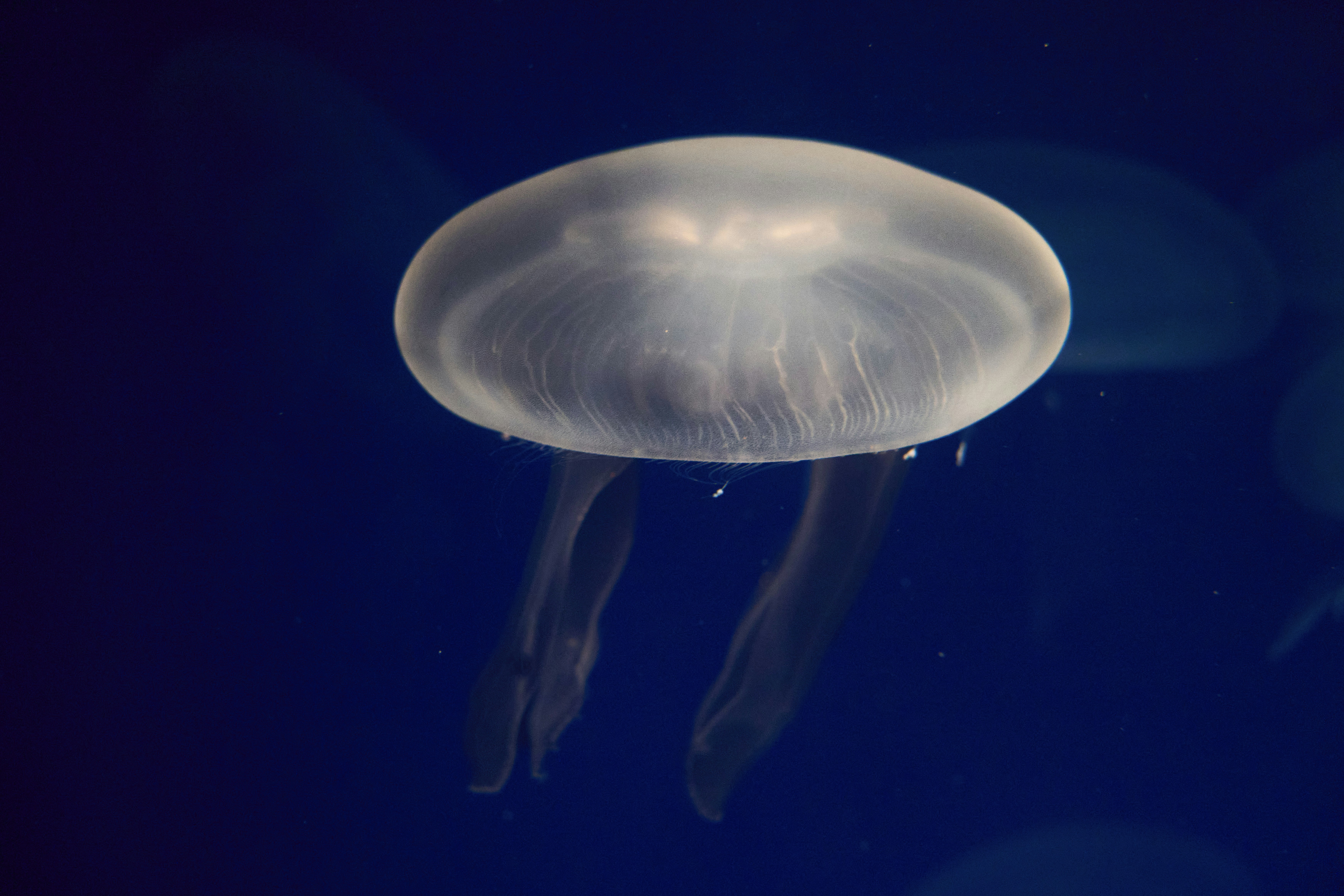 Photo by Wolfgang Hasselmann with Sony Alpha 7 IV