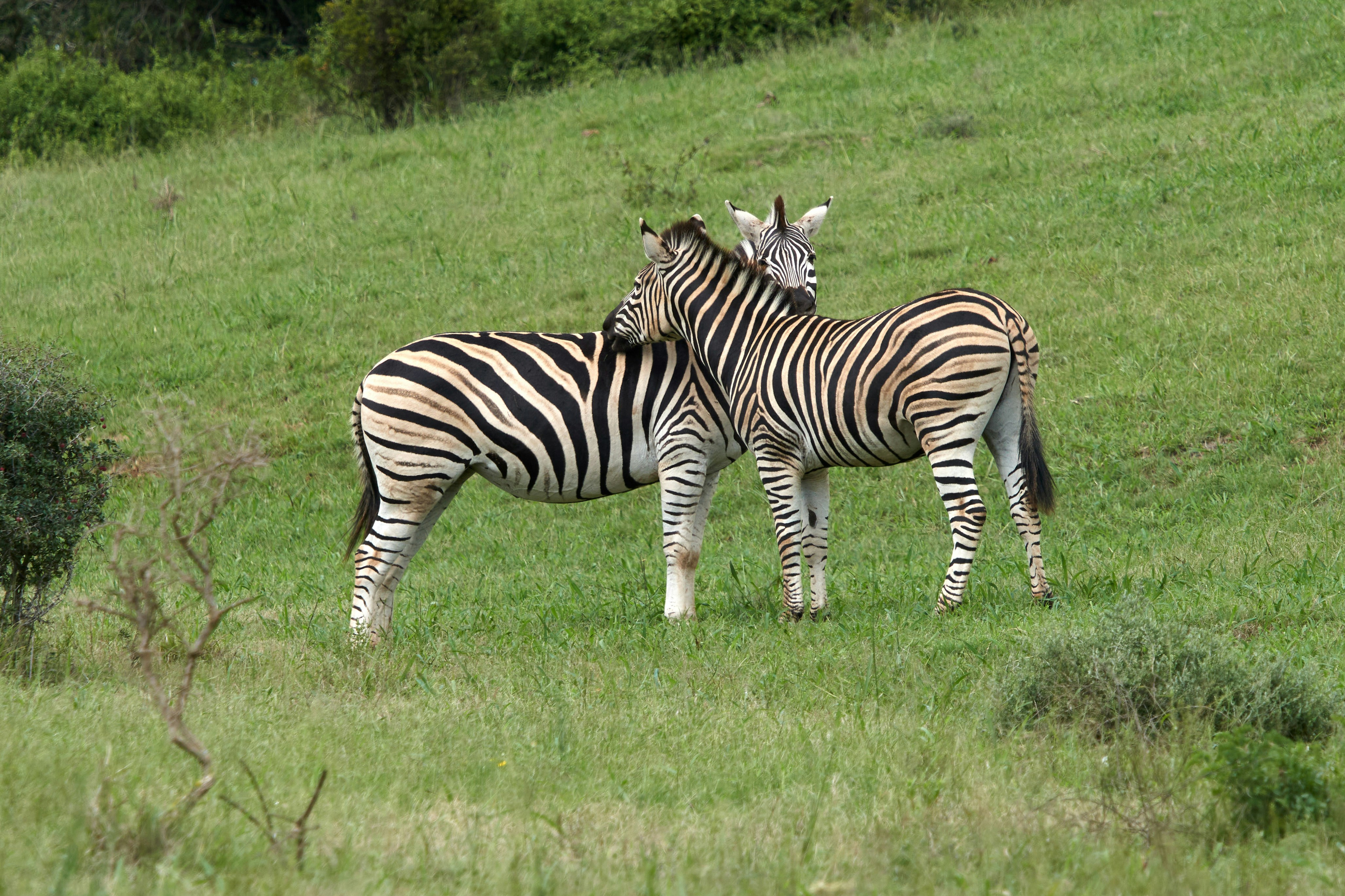 Zebra Pair in Quiet Grassland Share a Moment