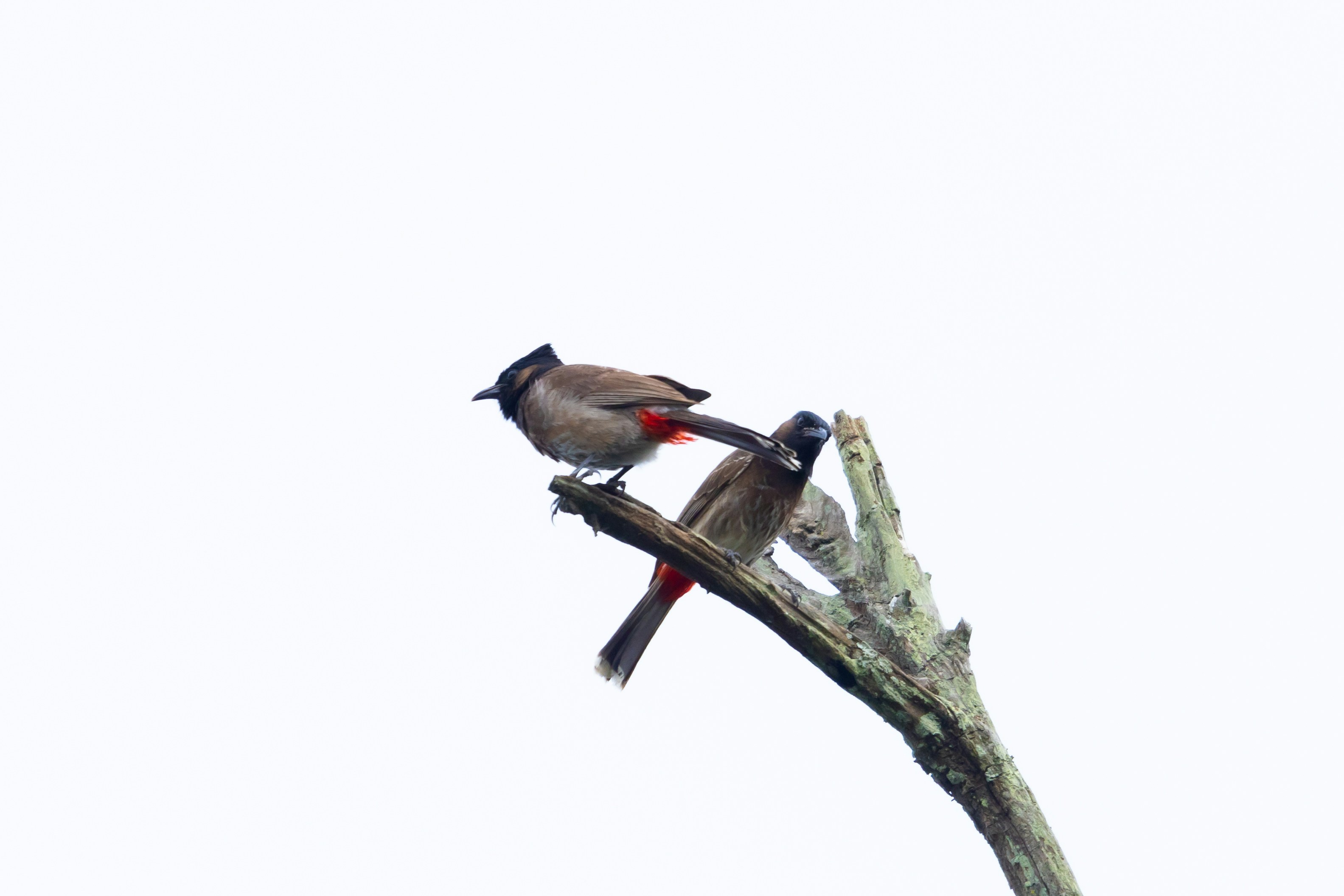 Twin Red-vented Flycatchers Perched on a Weathered Branch