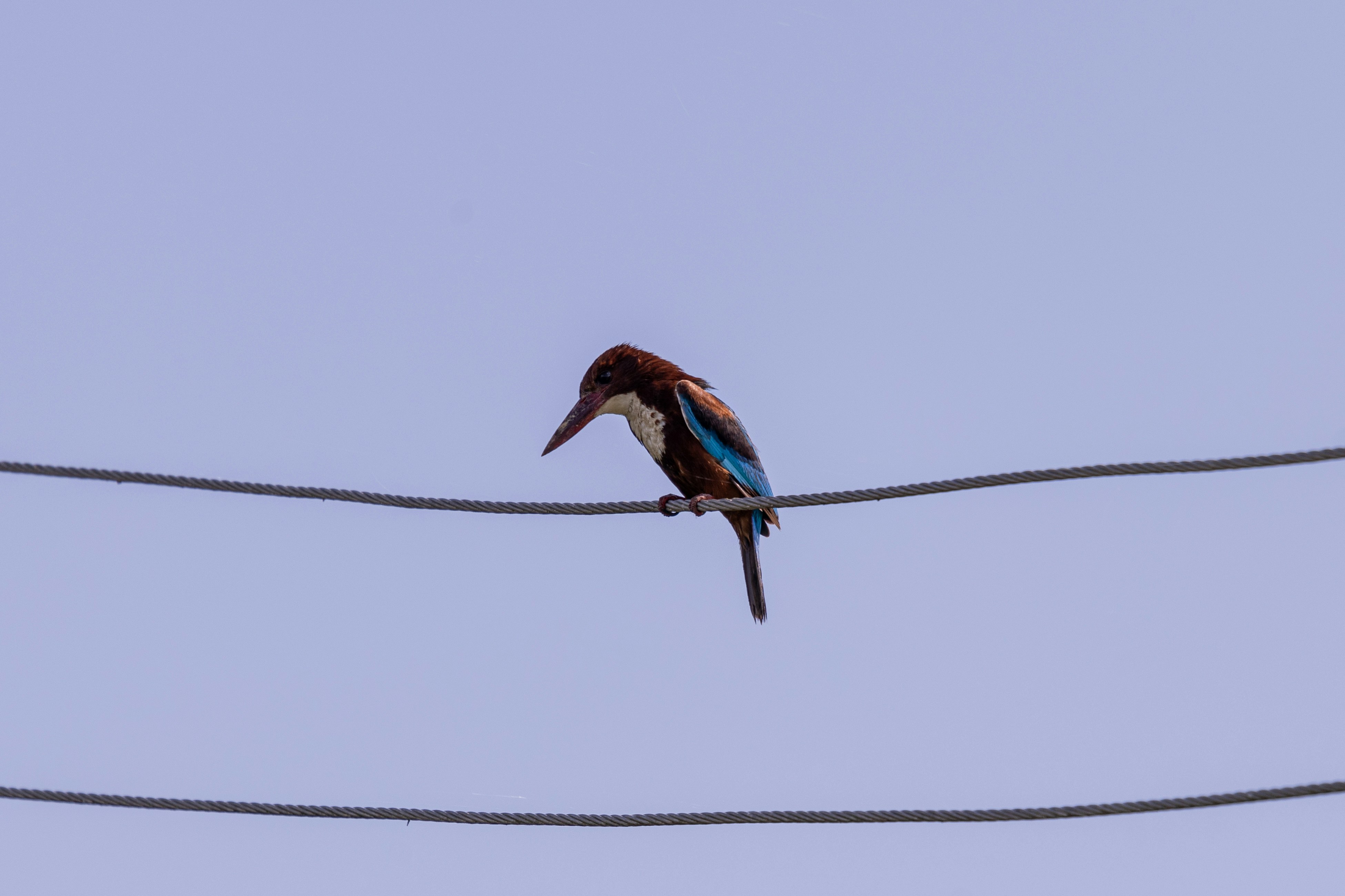 Perched Kingfisher on a Suspending Wire