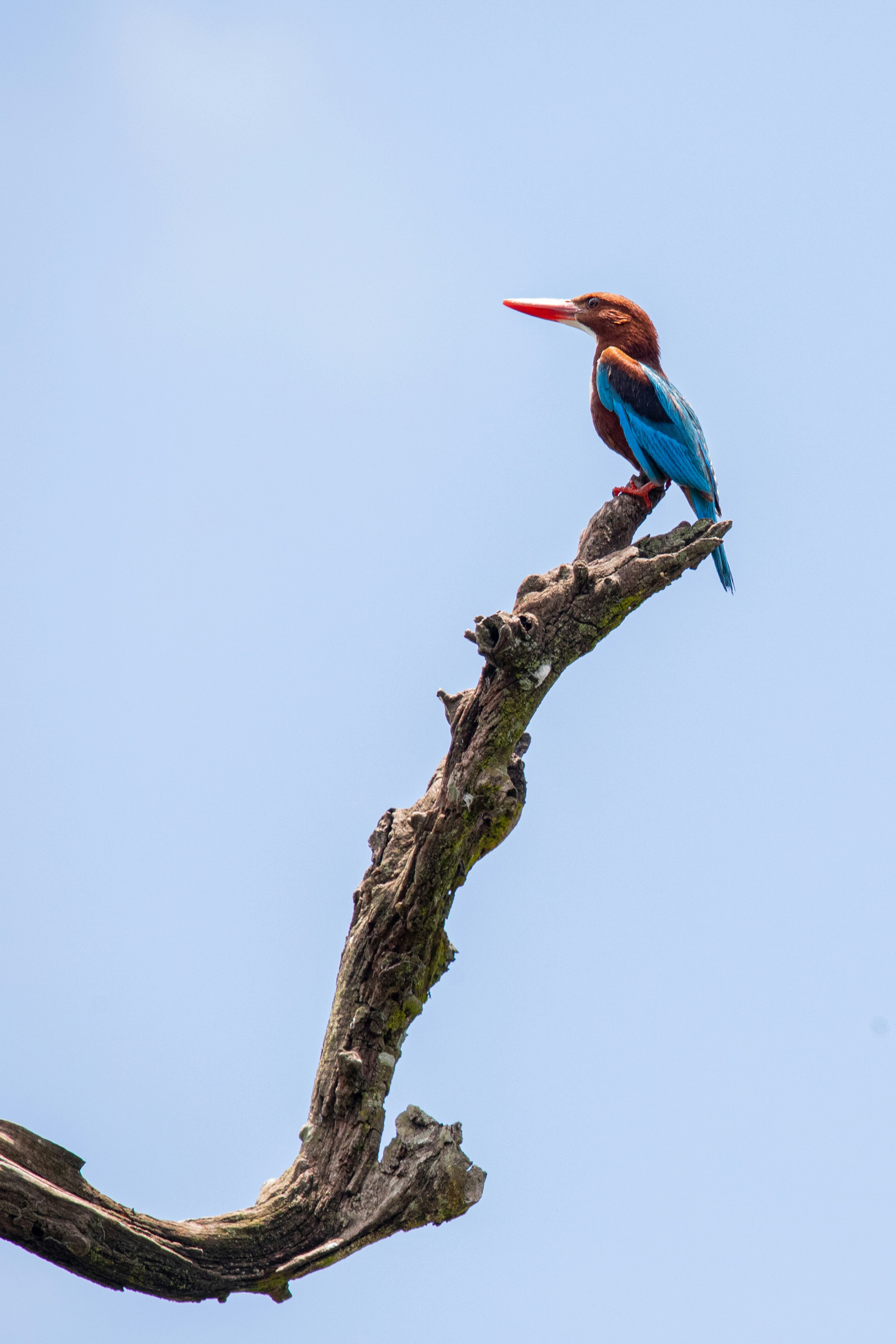 White-Throated Kingfisher Perched on a Branch in Chitwan National Park
