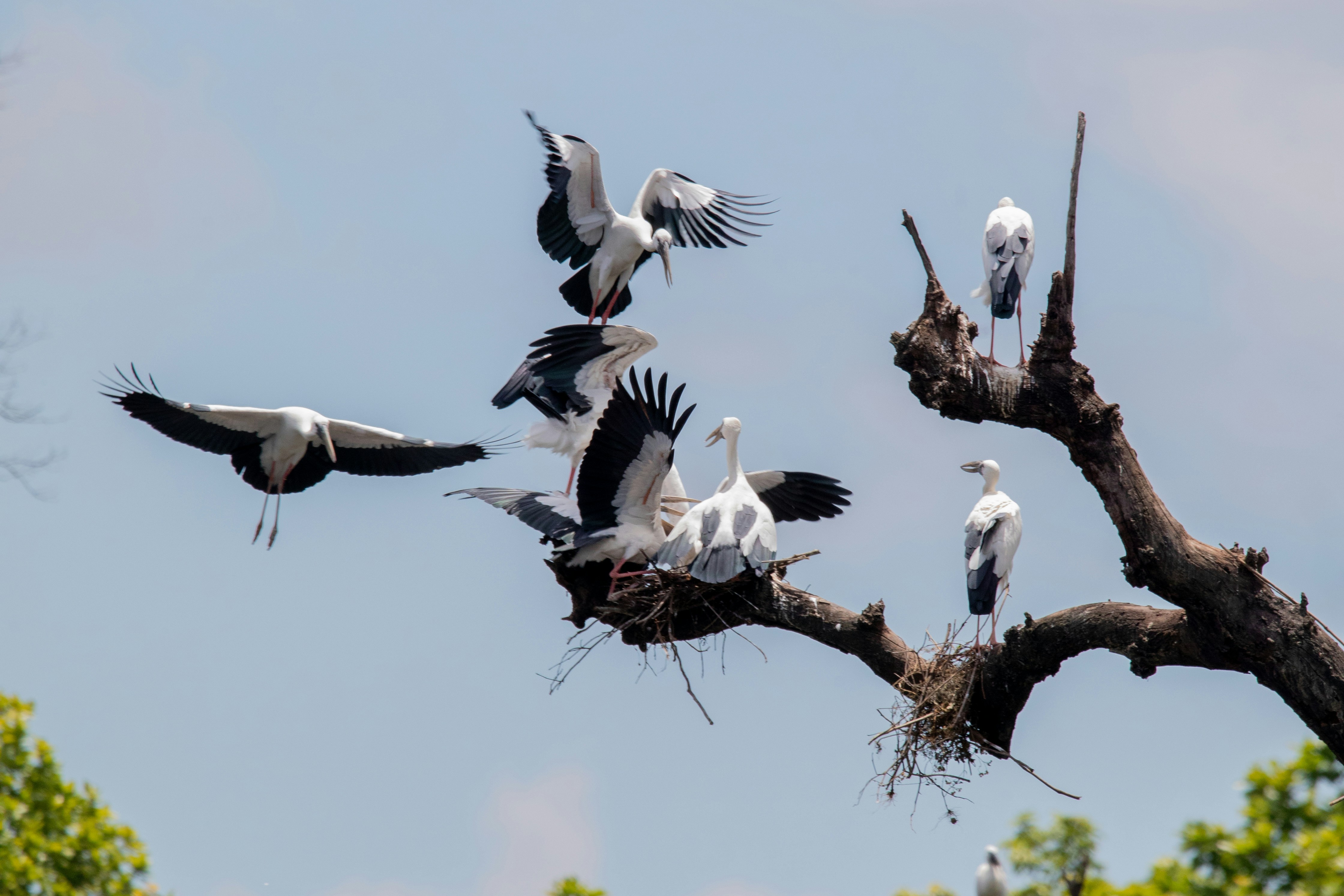 Winged Assembly: A Moment of Nesting on a Weathered Branch