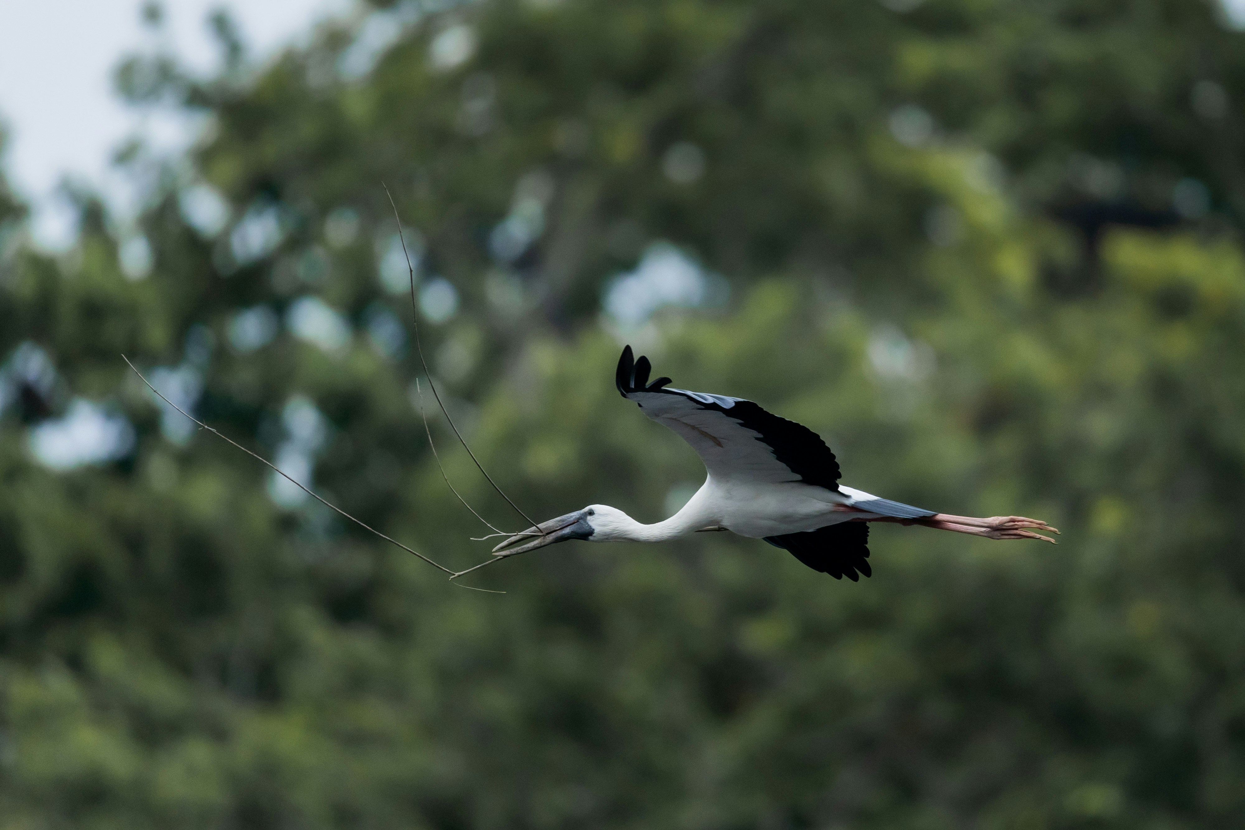 Crane in Flight: A Narrow Check to a Lively Sky