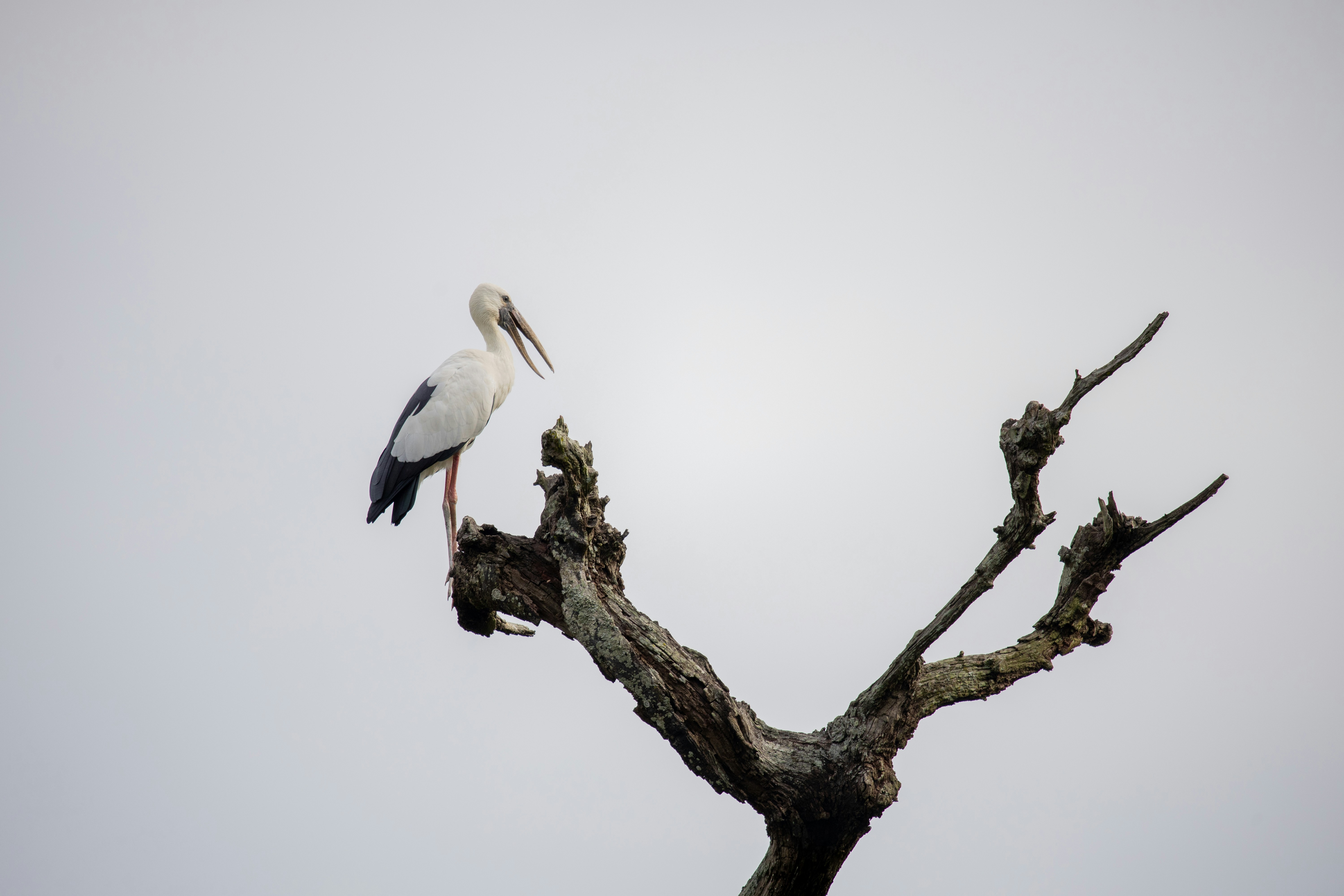 Silent perched sentinel: a white heron on a weathered branch