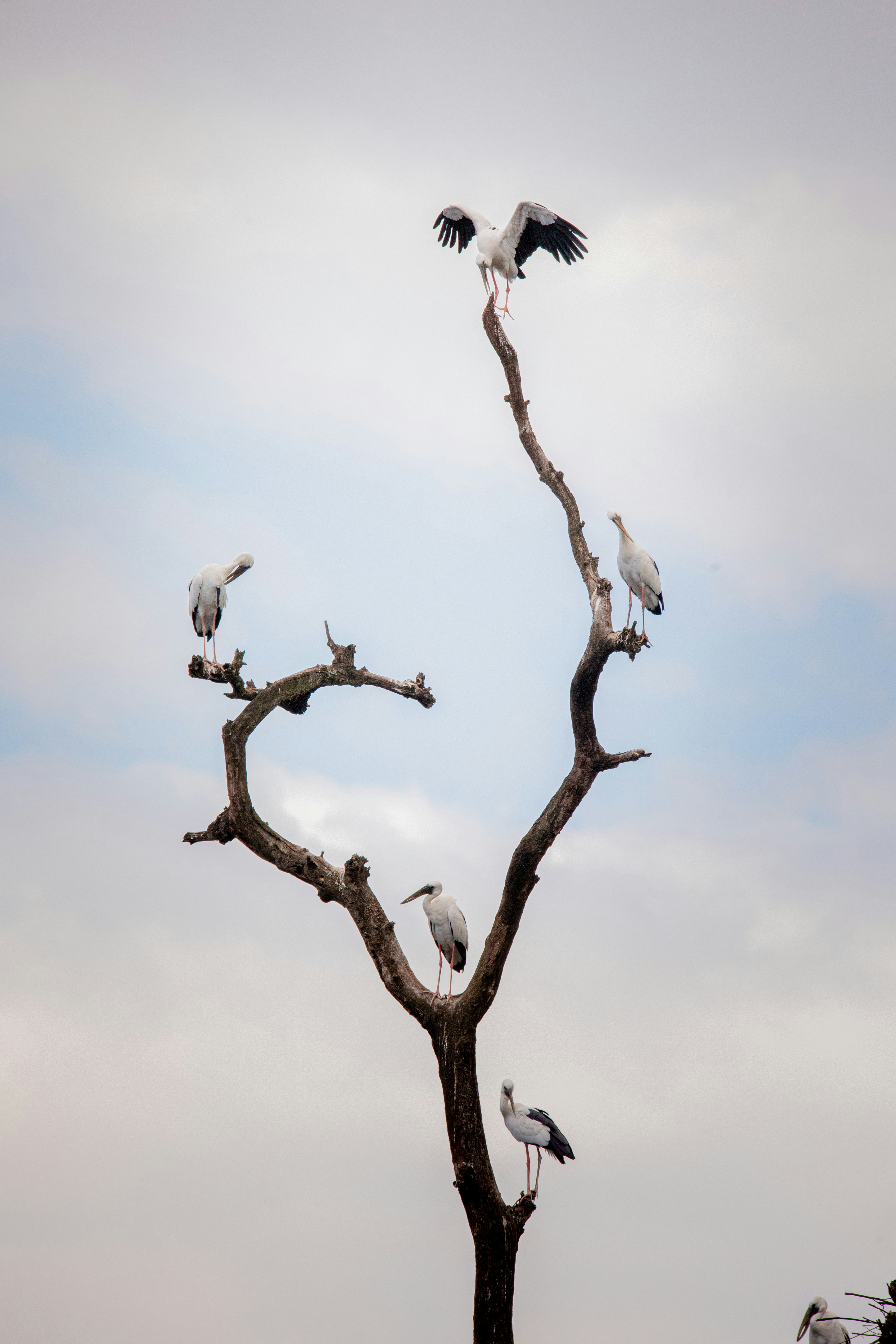 Soaring Over a Bare-Branch Sentinel