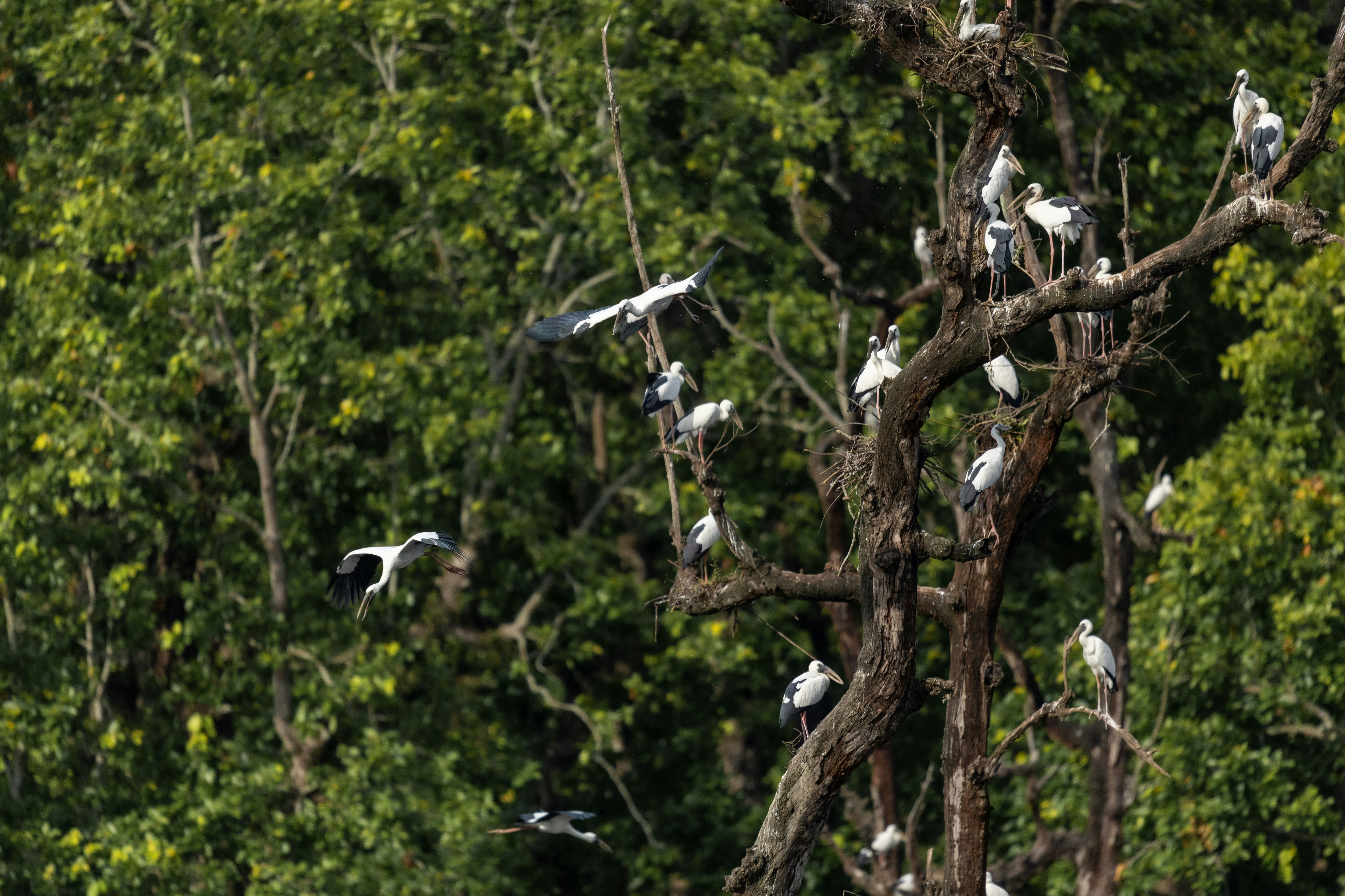 Perched Swarm: White Birds Amid Gnarled Branches