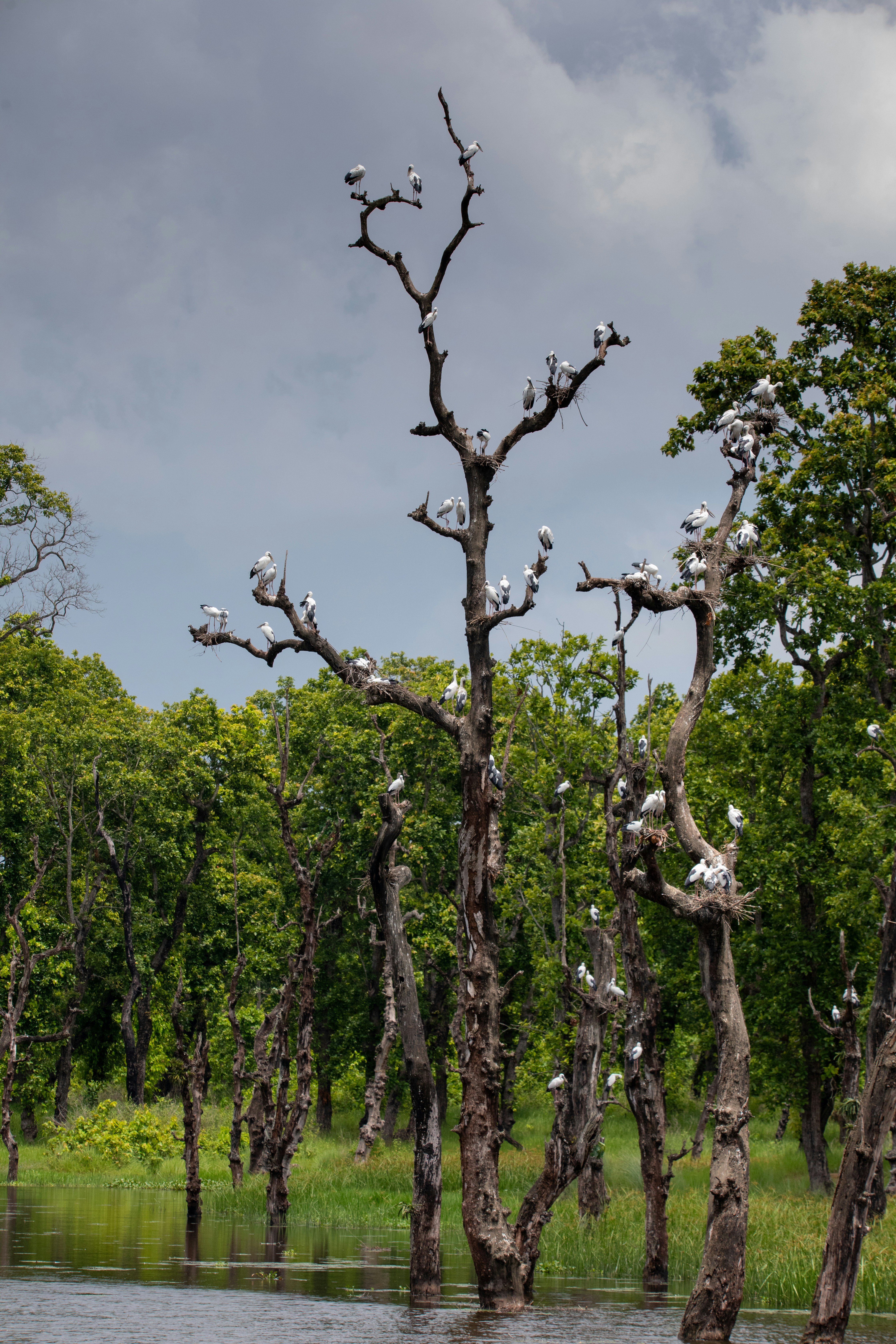 Asian Openbills Fighting and Flying During Mating Season in Chitwan National Park