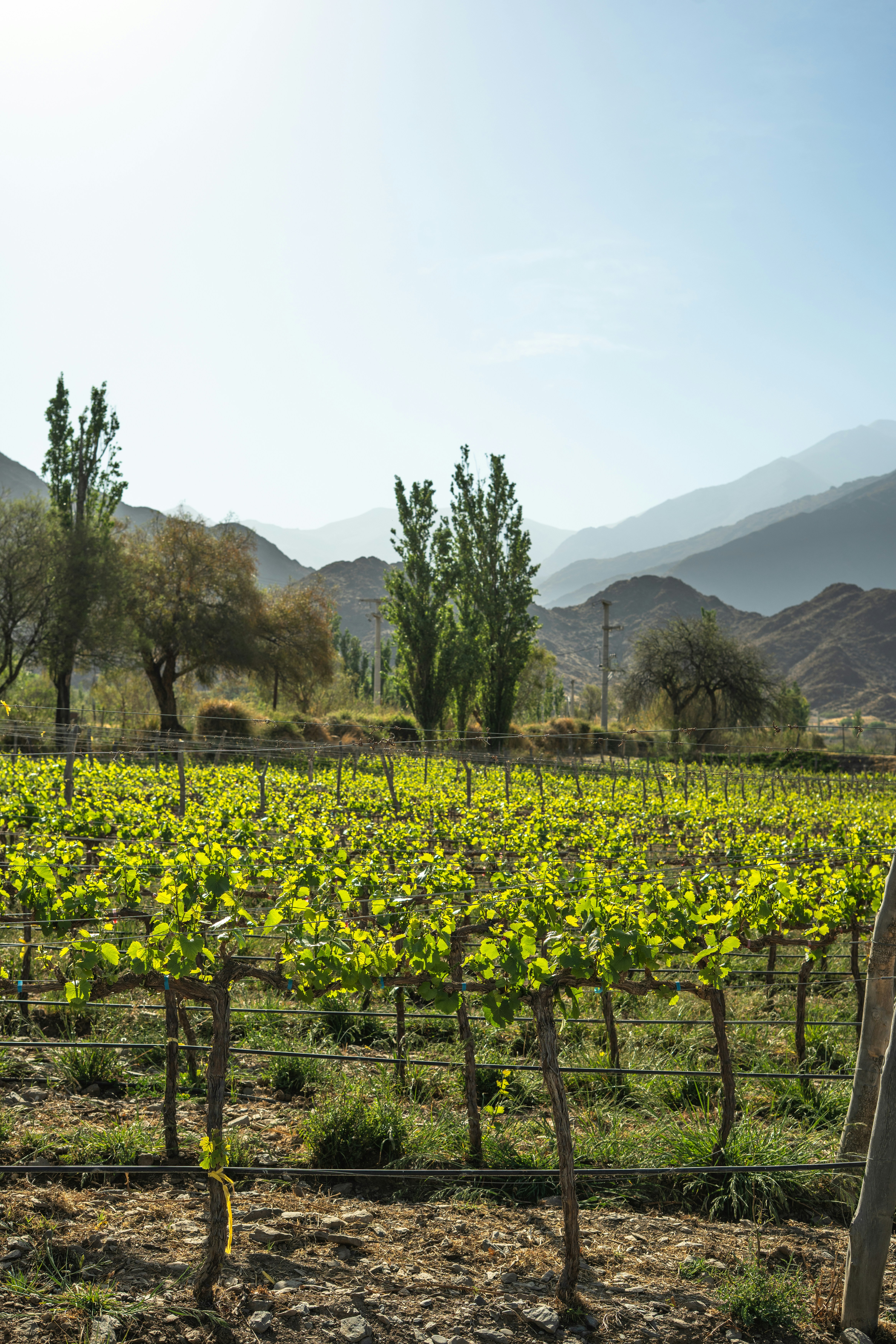 Close-up of vineyard plants with dusty Andean mountains rising behind them.