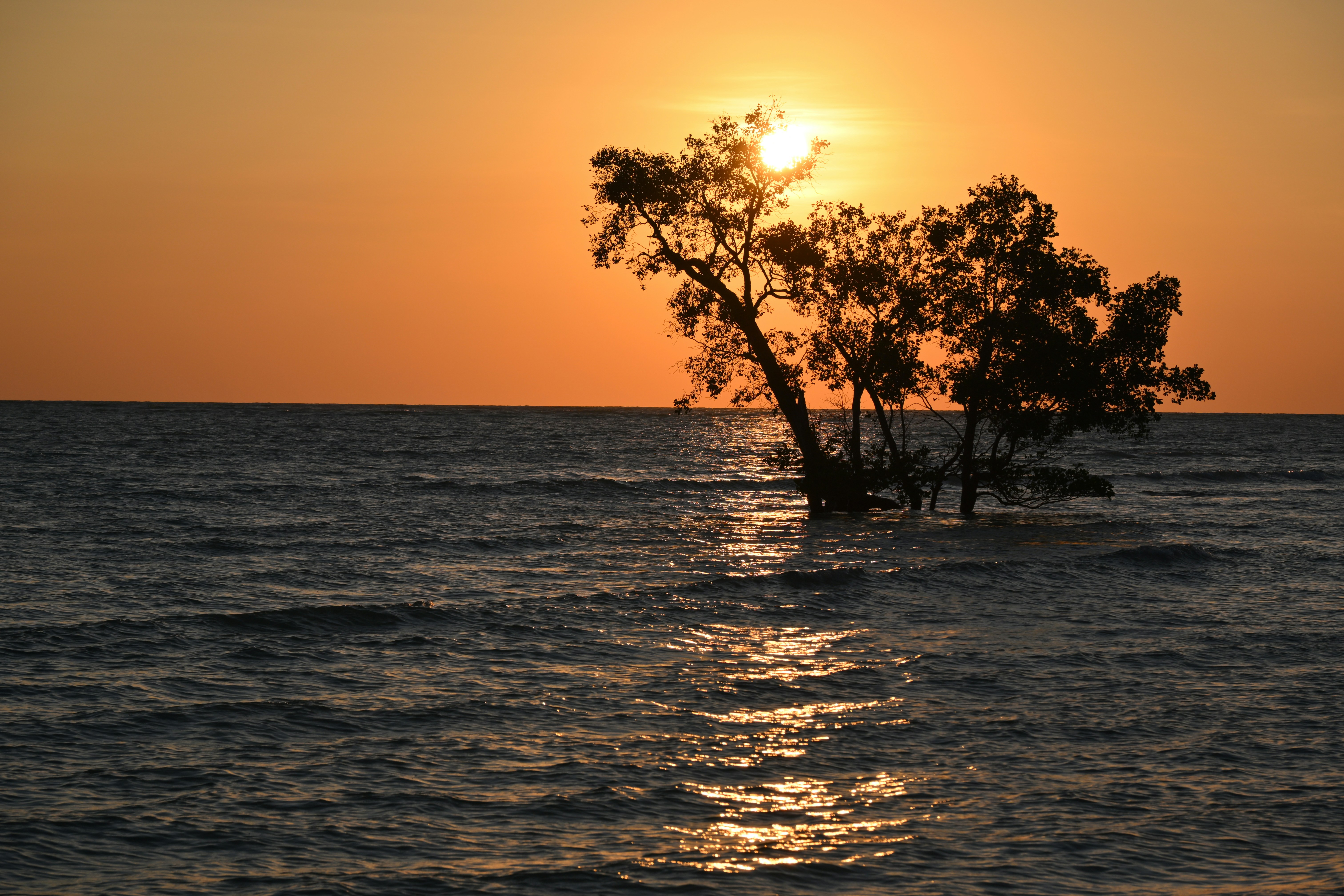Sunset Sentinel: A lone tree silhouette at sea