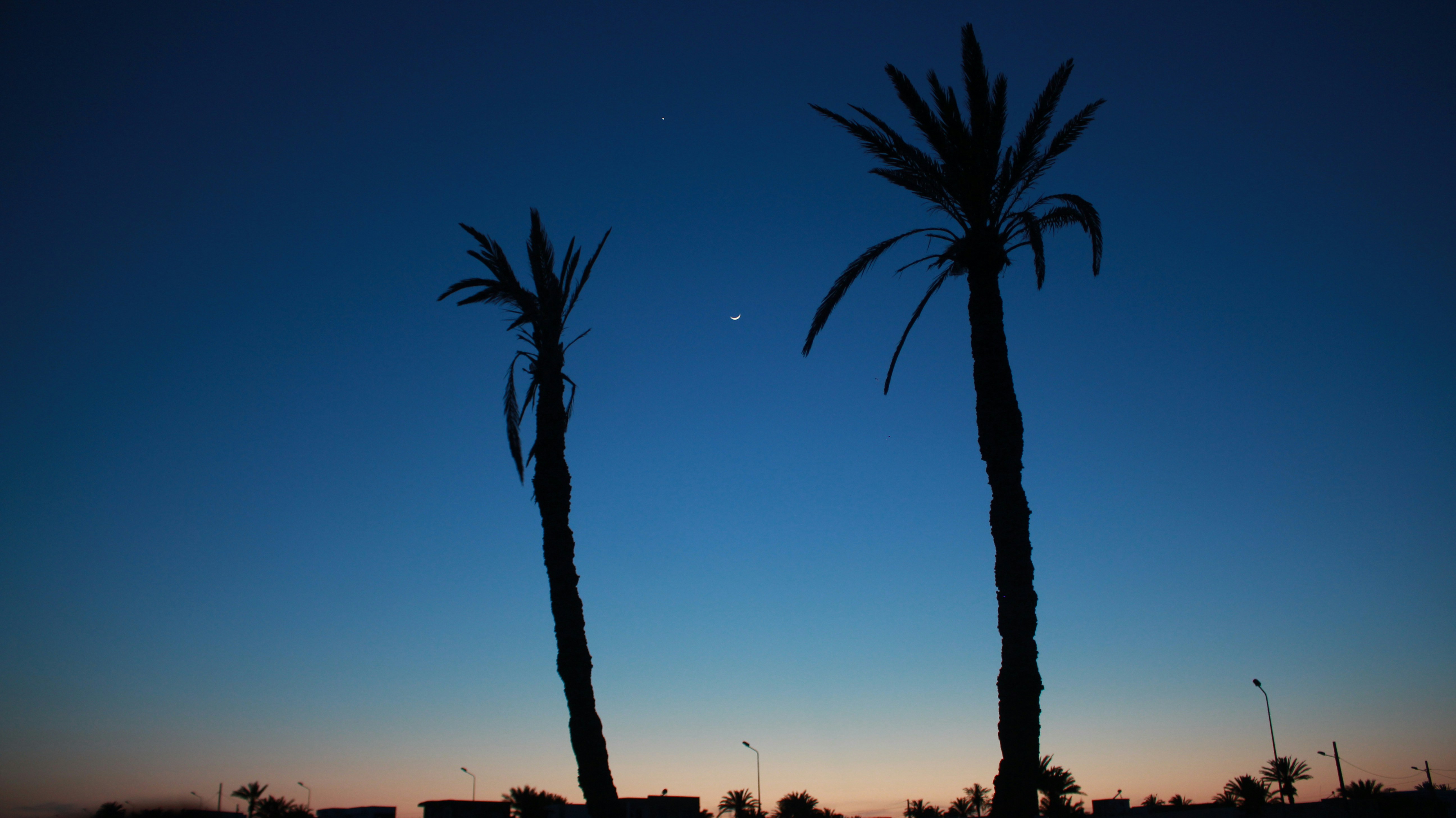 Twin Palm Silhouettes Against a Dusk Gradient