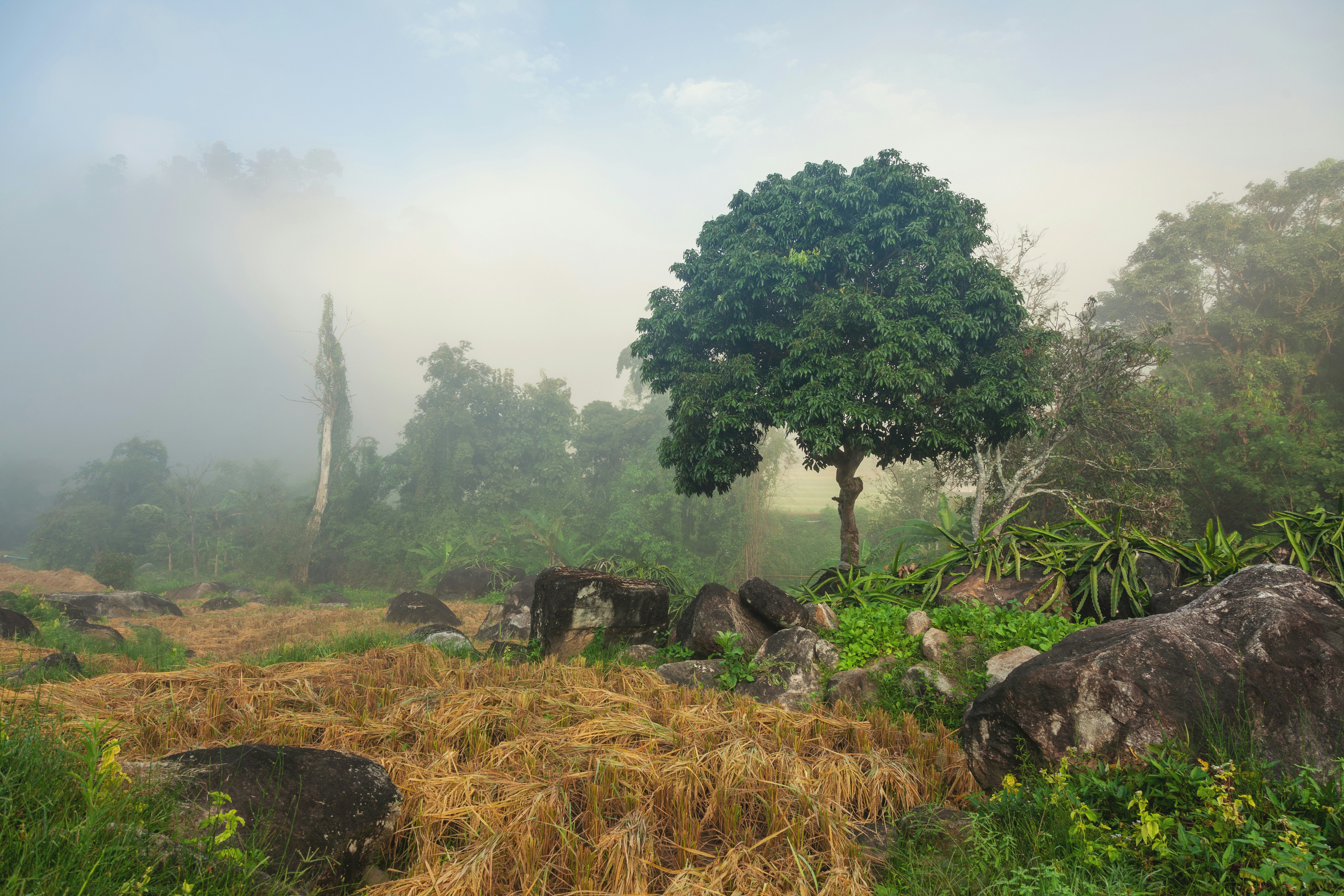 Mist-veiled clearing beneath a solitary tree amid weathered rocks