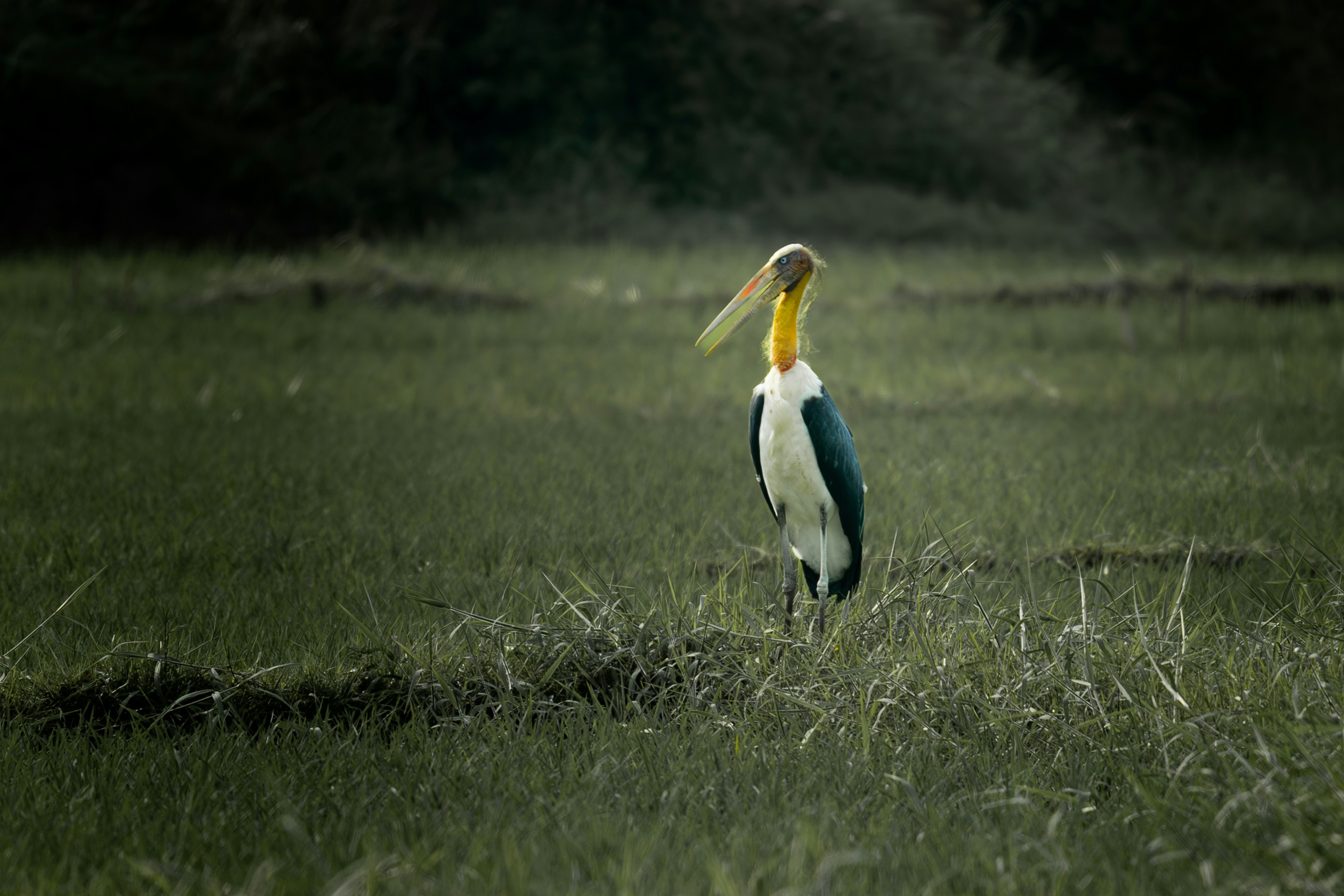 Grey-green Meadow Sentinel: The Pelican in Quiet Light