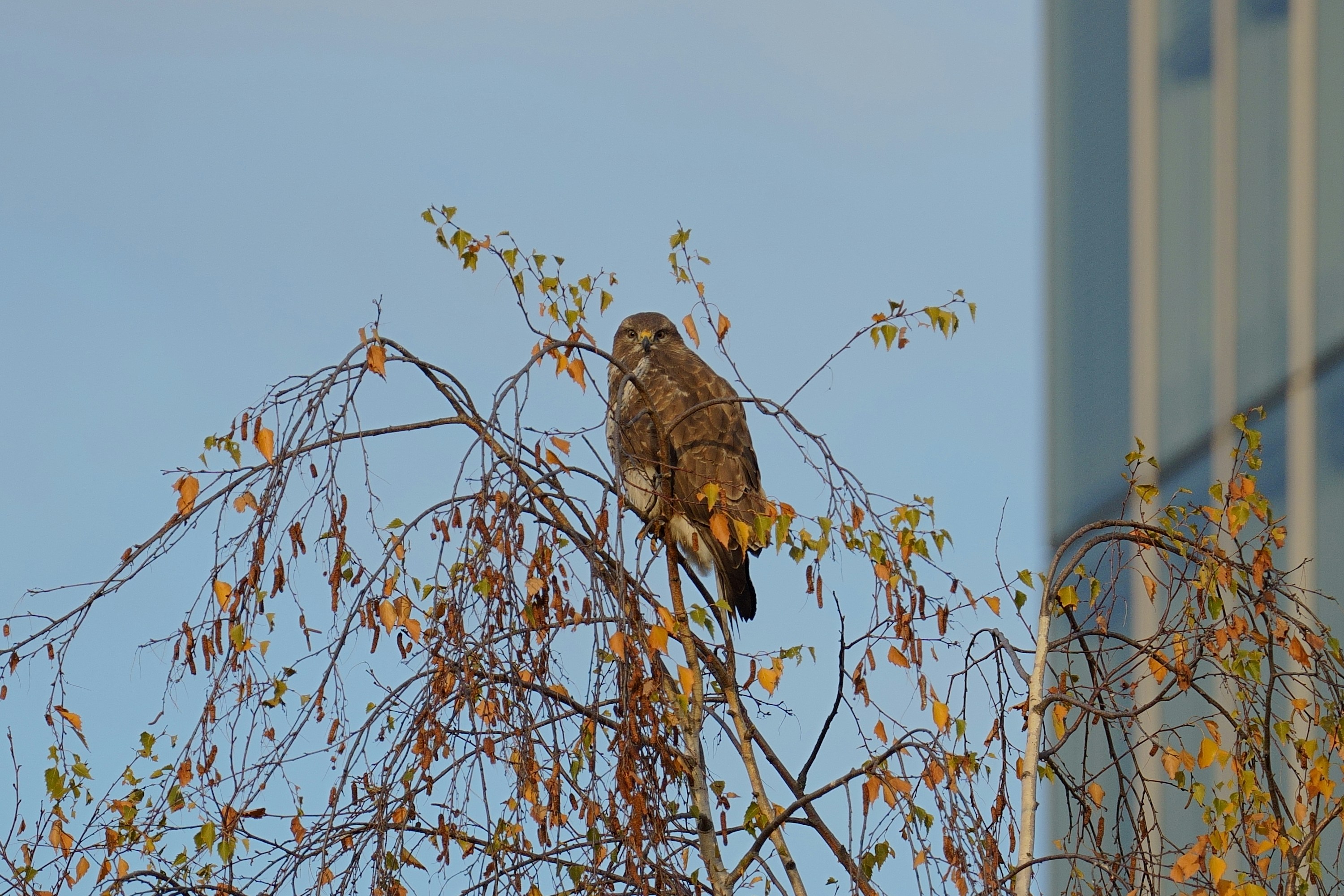 Photo by Srinivasan with Sony Alpha 7C II