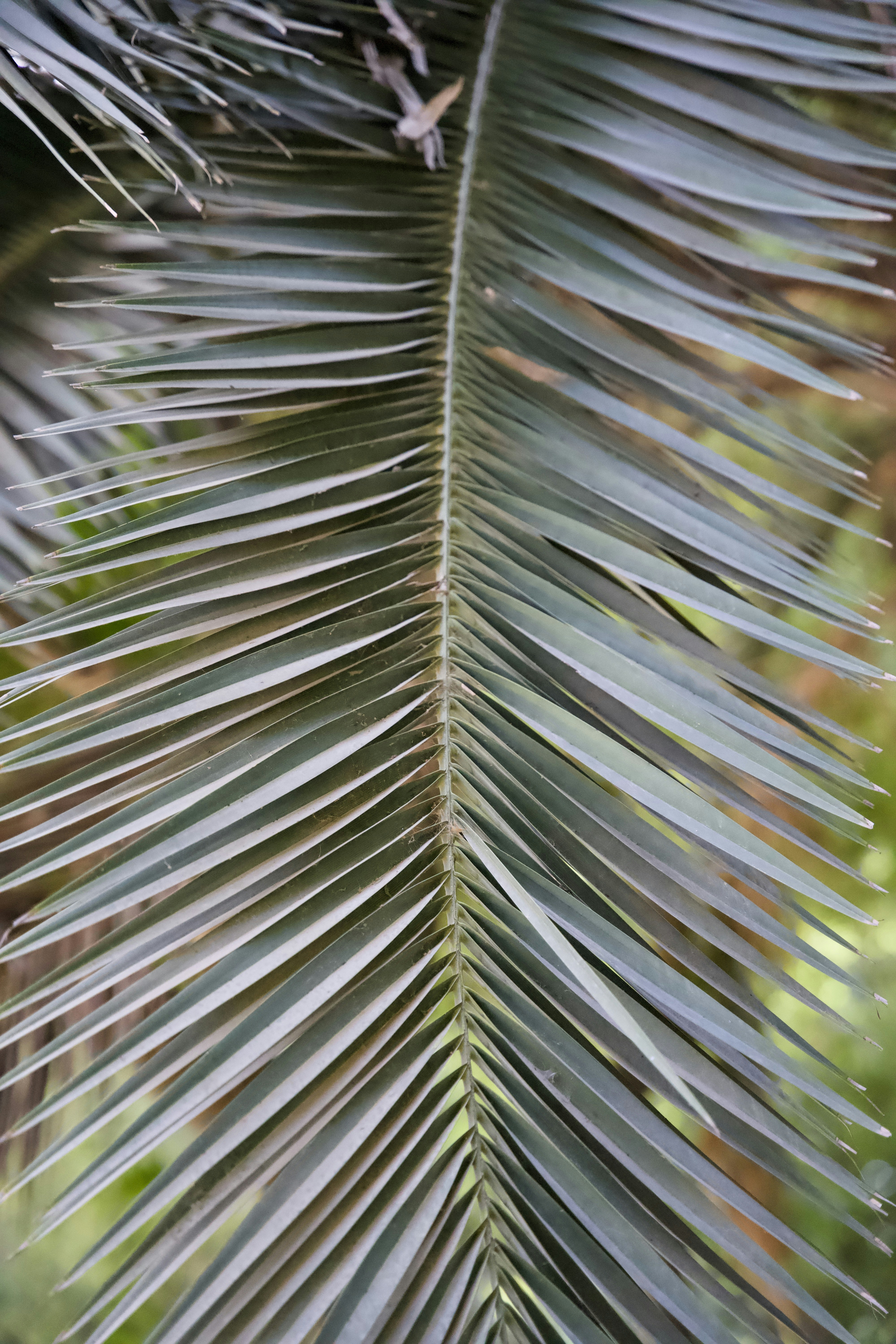 Symmetrical Needleline: A Close-Up of a Desert Palm Frond