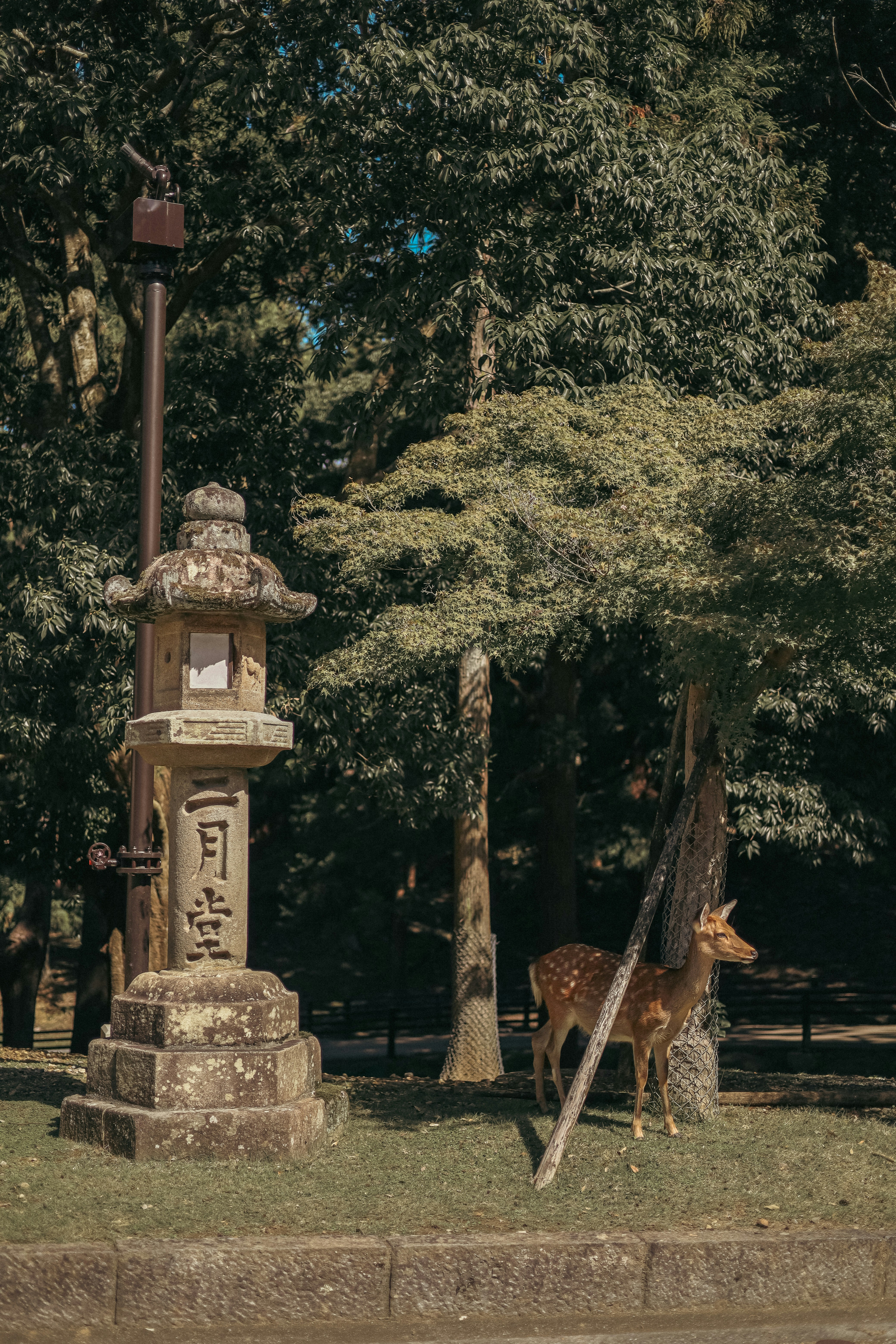 Quiet deer by the stone lantern in the sunlit park