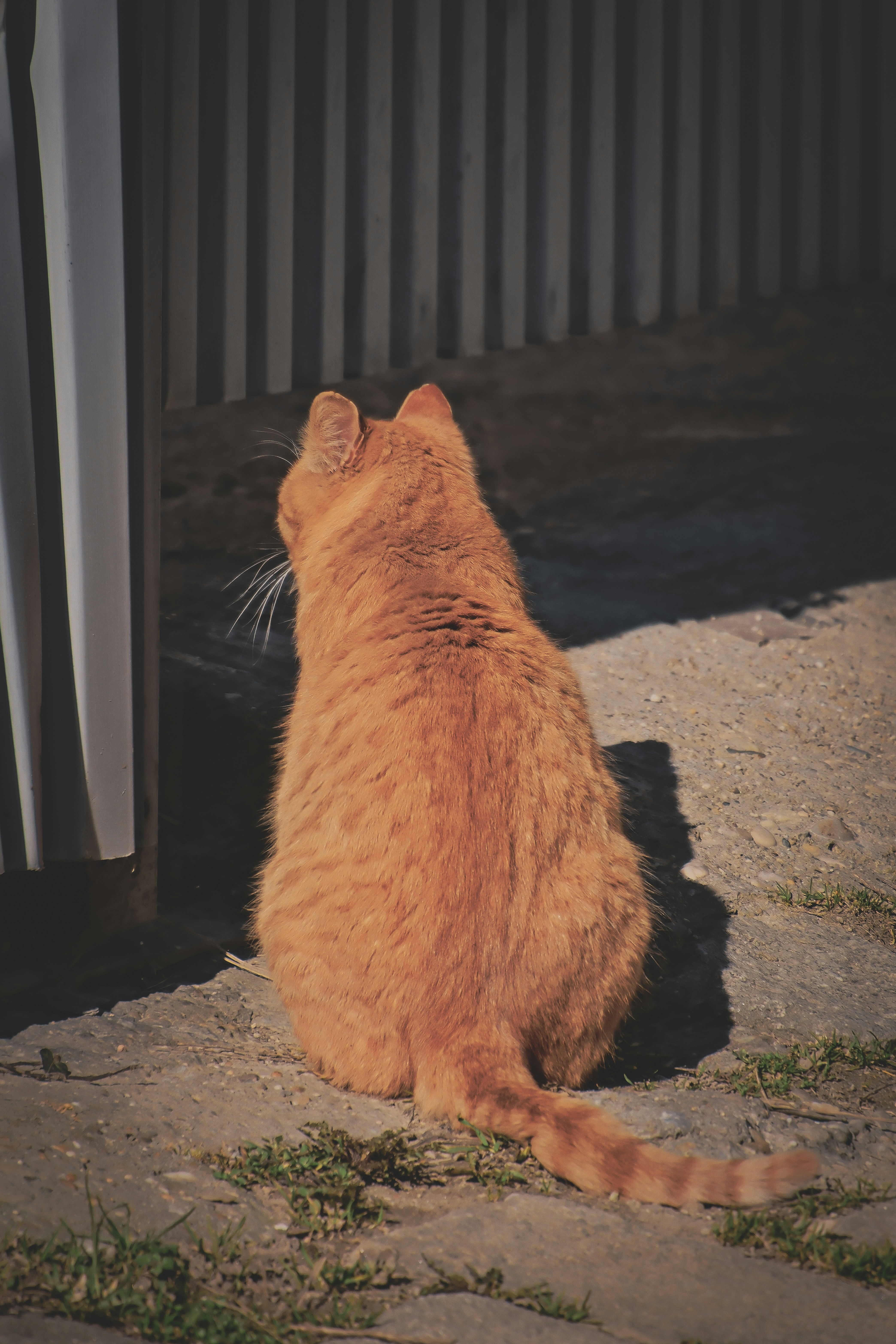 A ginger cat sits quietly on a sunlit stone surface, gazing through a metal fence. Captured from behind, the image evokes solitude and curiosity.