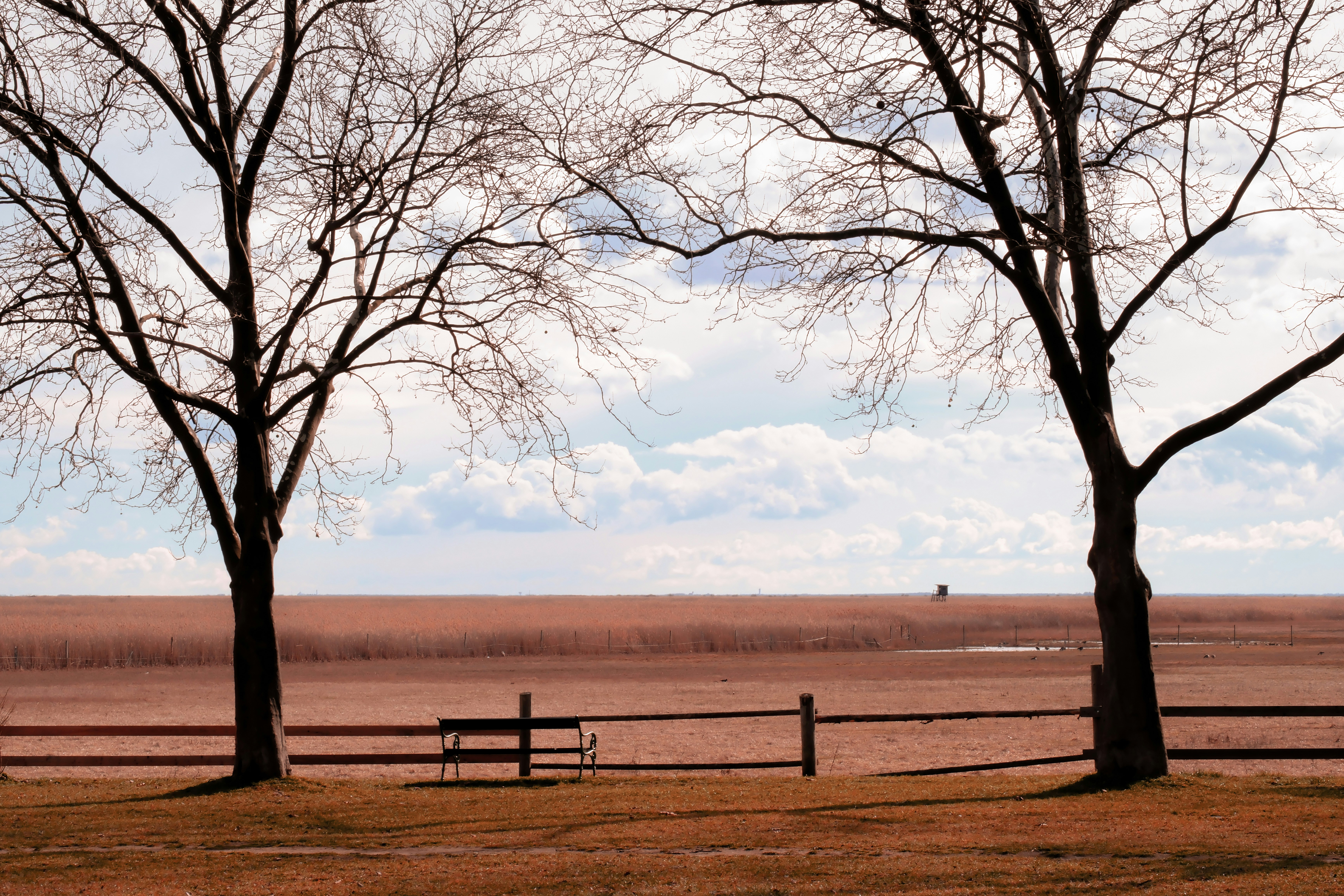 Two leafless trees frame a wooden bench and a split-rail fence, overlooking a vast open field under a soft, cloudy sky.