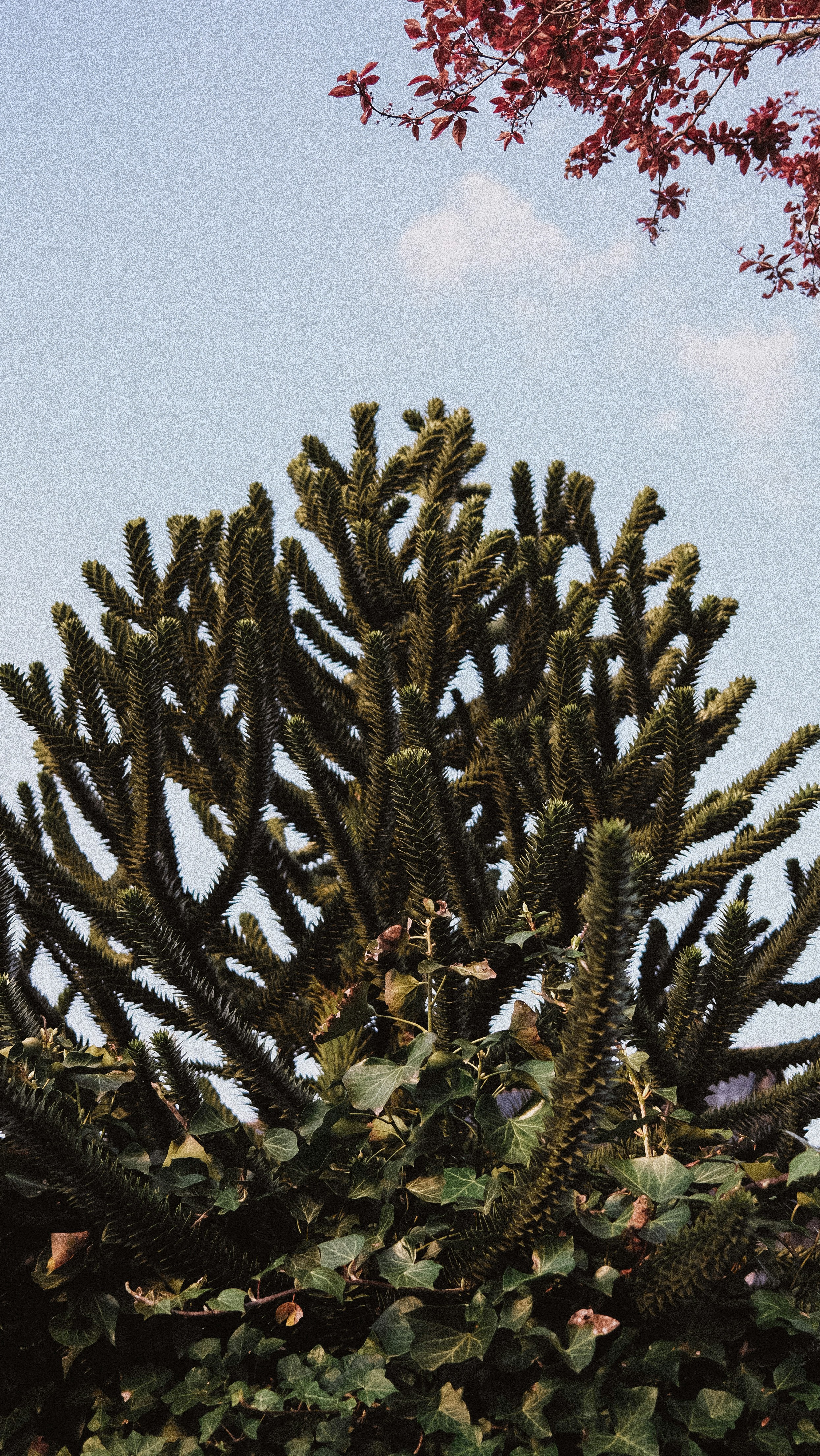 Architectural Ferns Reach Toward the Sky