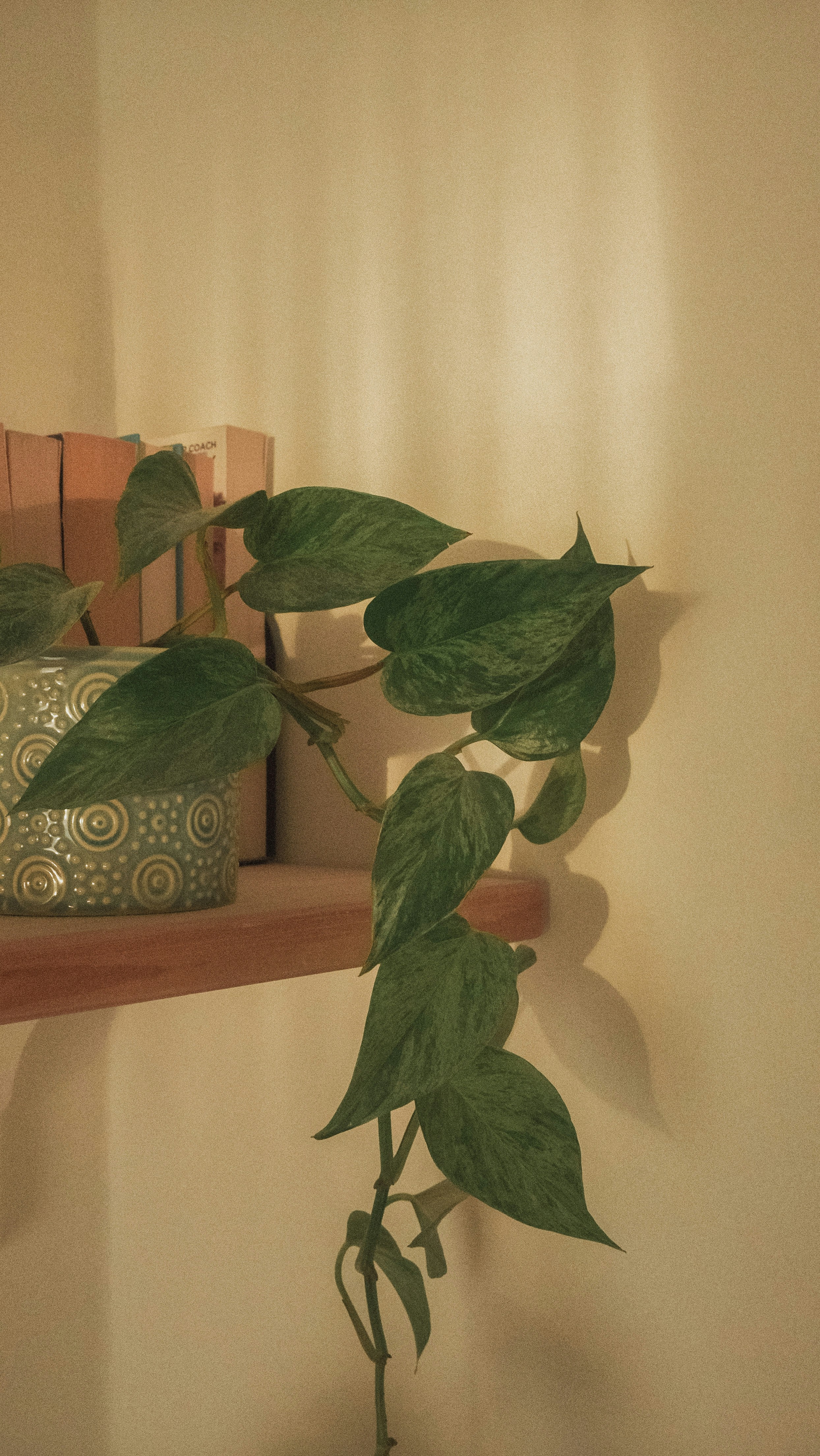 Photo by Julie Stan with Fujifilm X100V