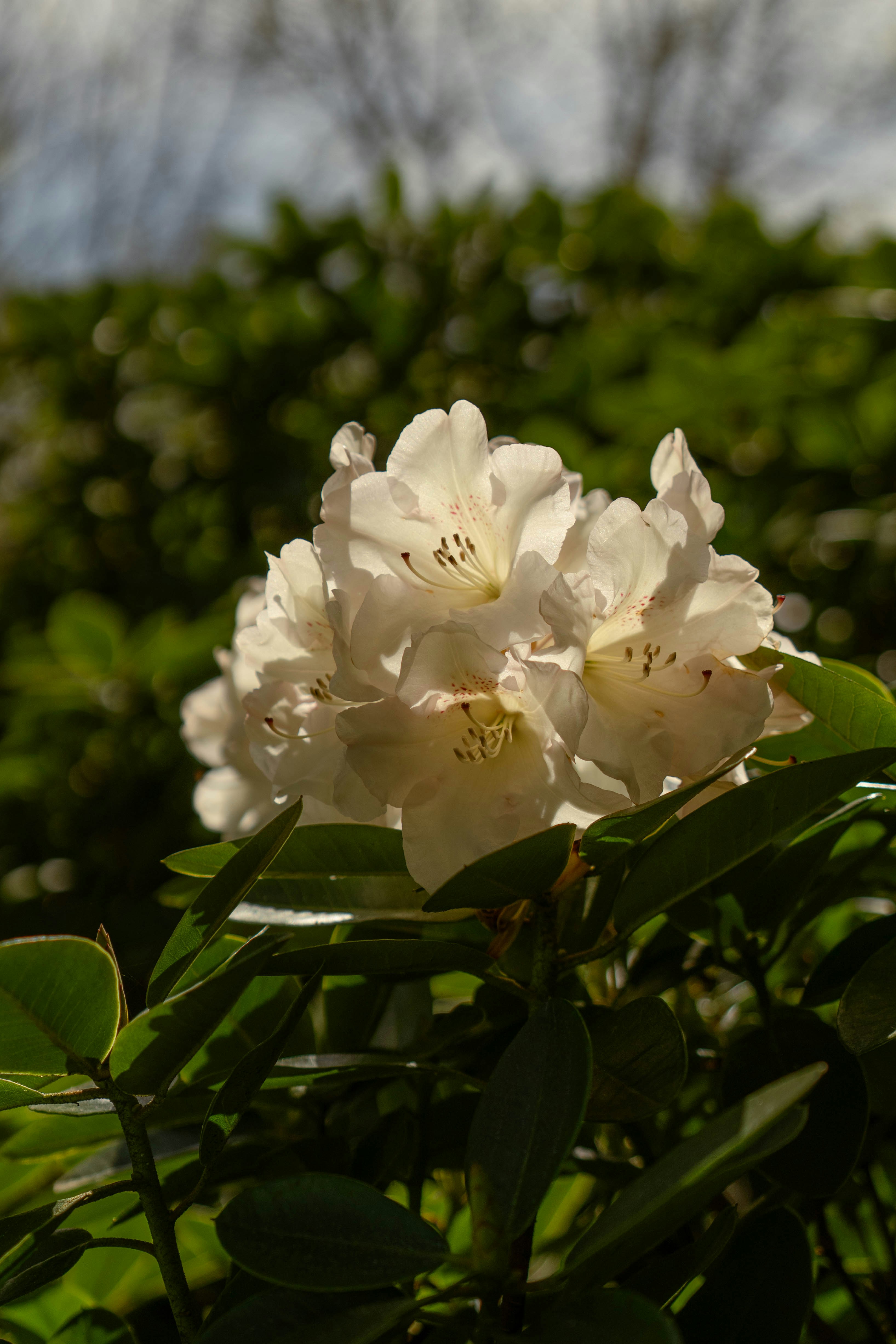White bloom as sunlit centerpiece against a verdant backdrop