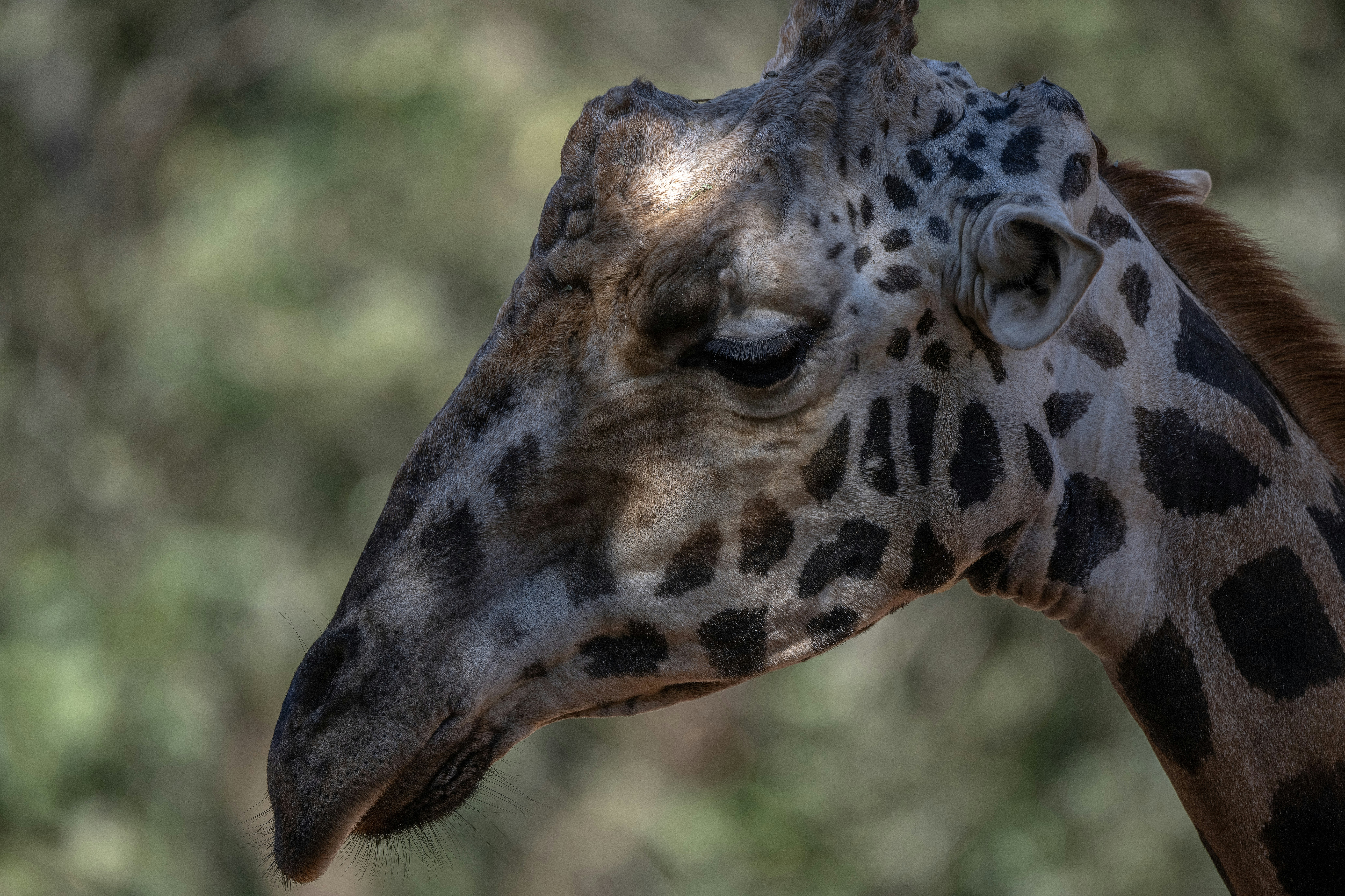Giraffe in Soft Spotlight: Portrait of Gentle Dappled Light