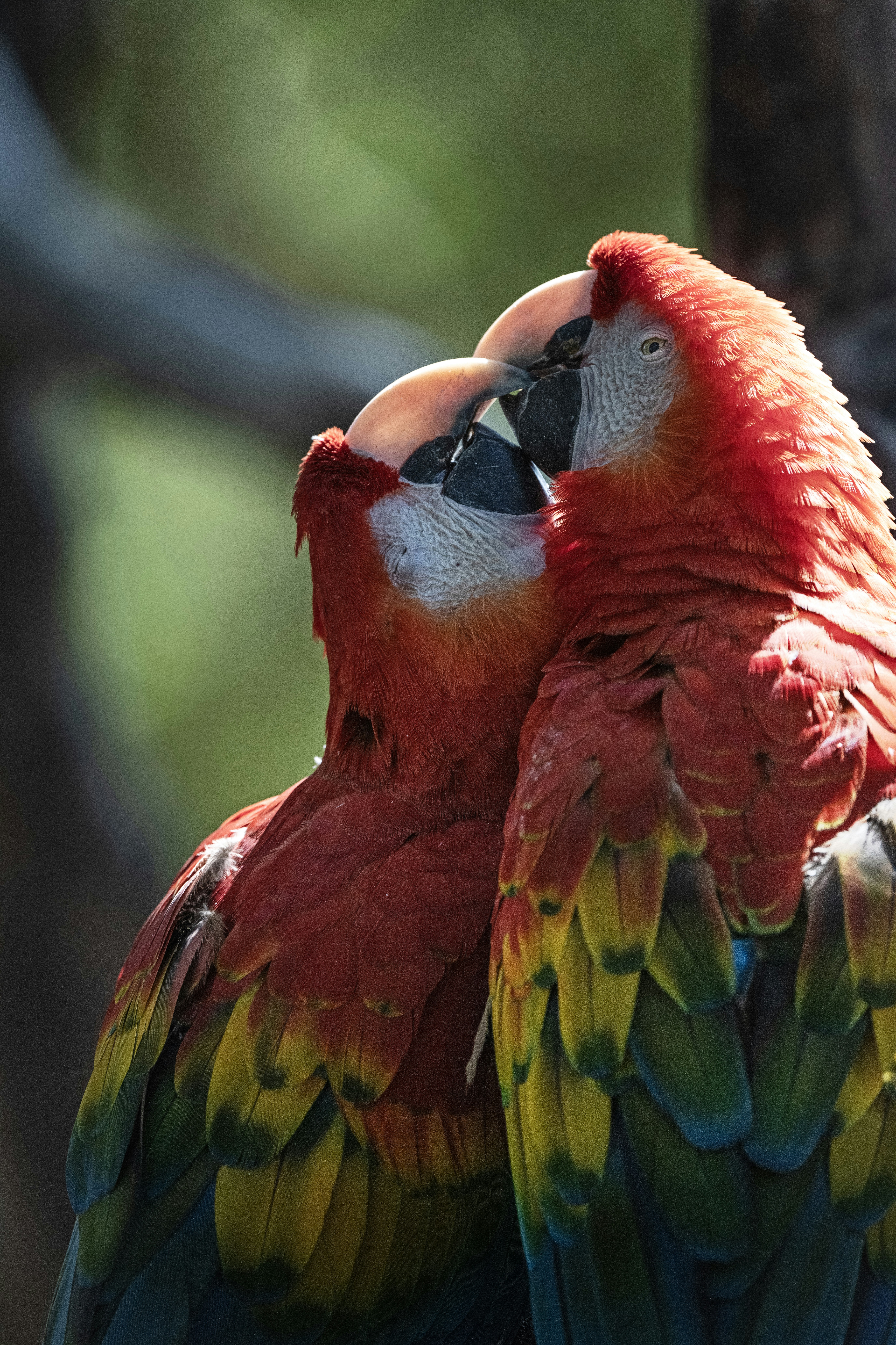 Two macaws in close embrace under dappled light