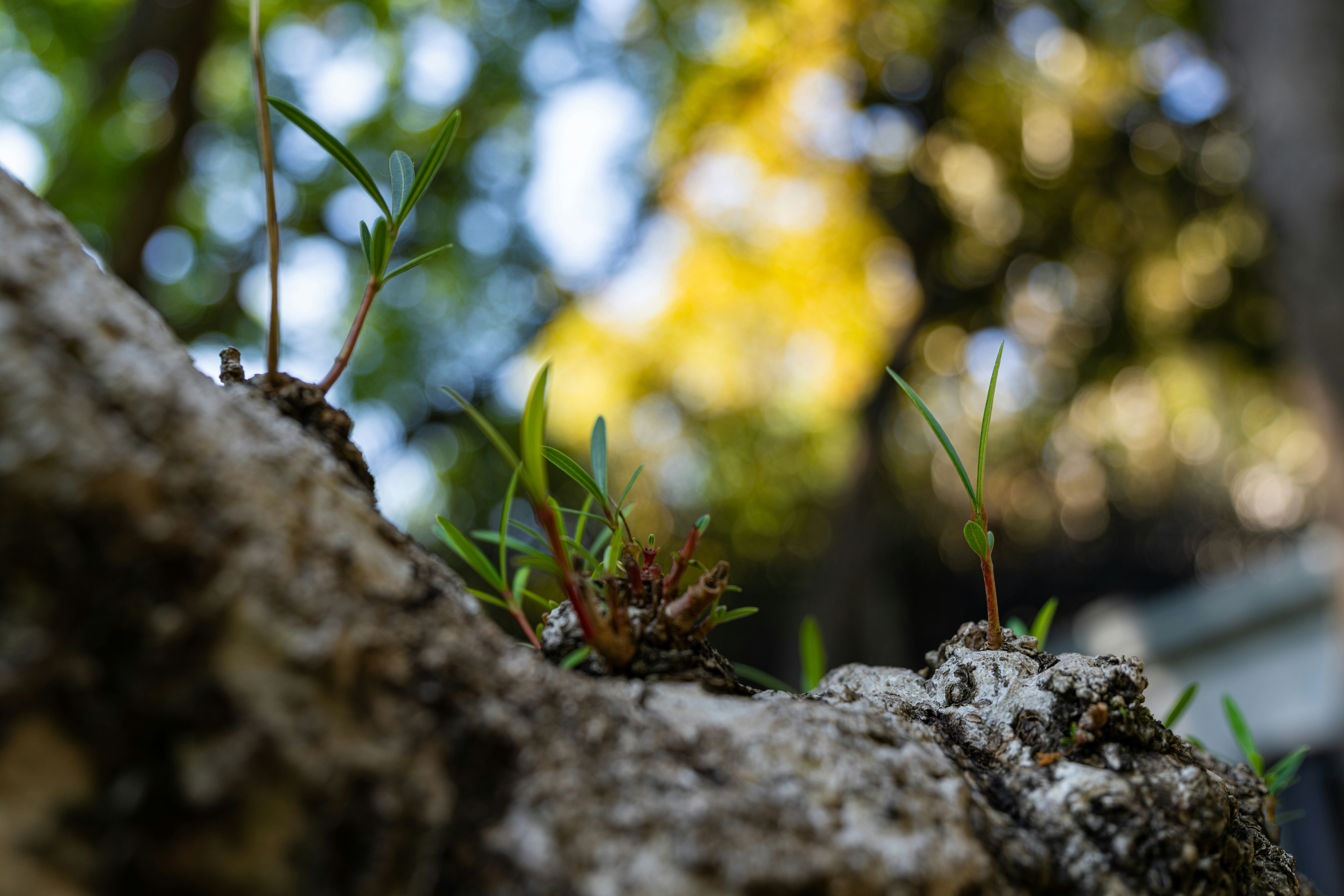 Photo by Declan Sun with Sony Alpha 7R V