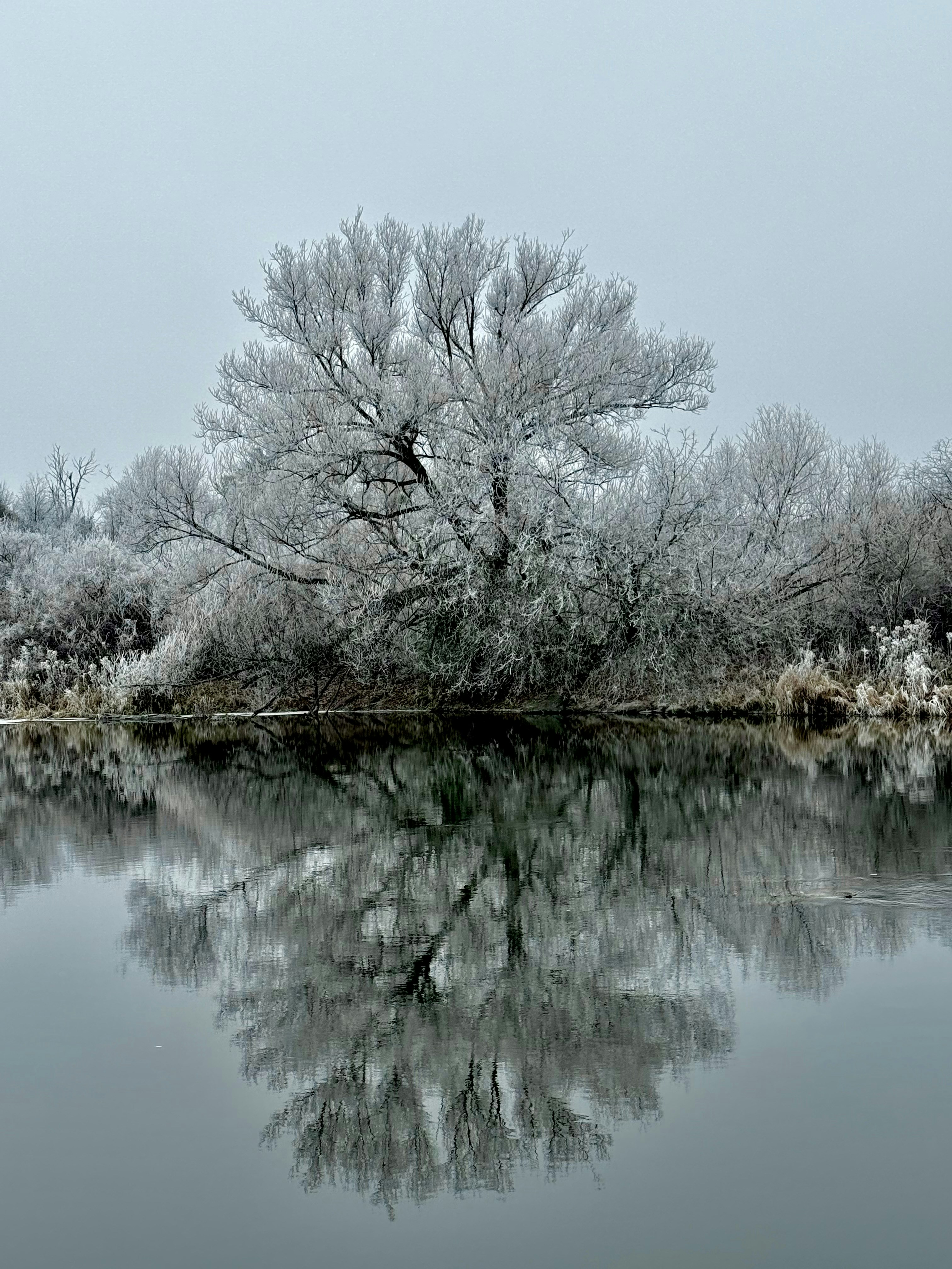 Frozen Crown: Reflections of a Snow-Kissed Willow