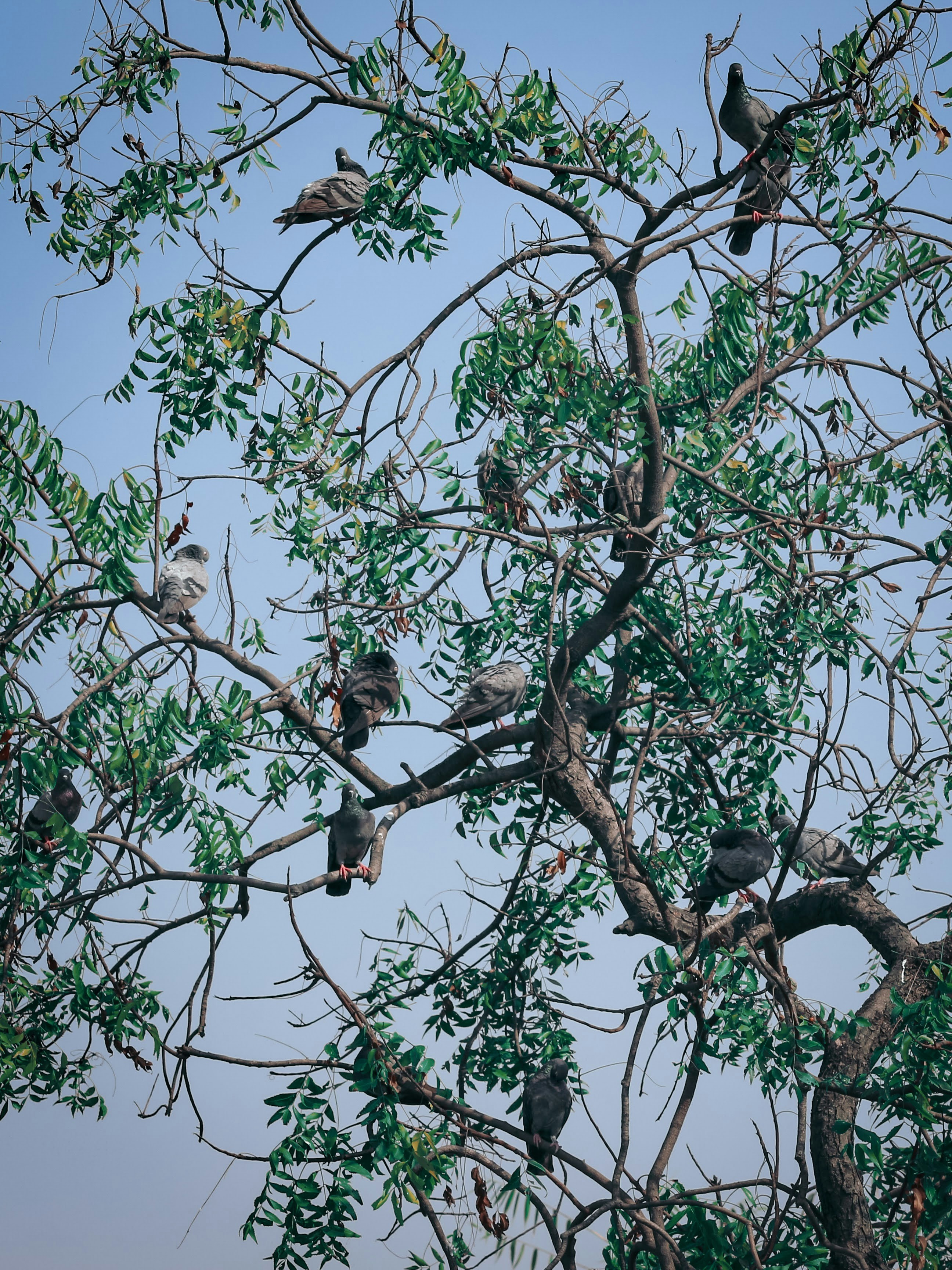 A chorus of wings in the sunlit canopy