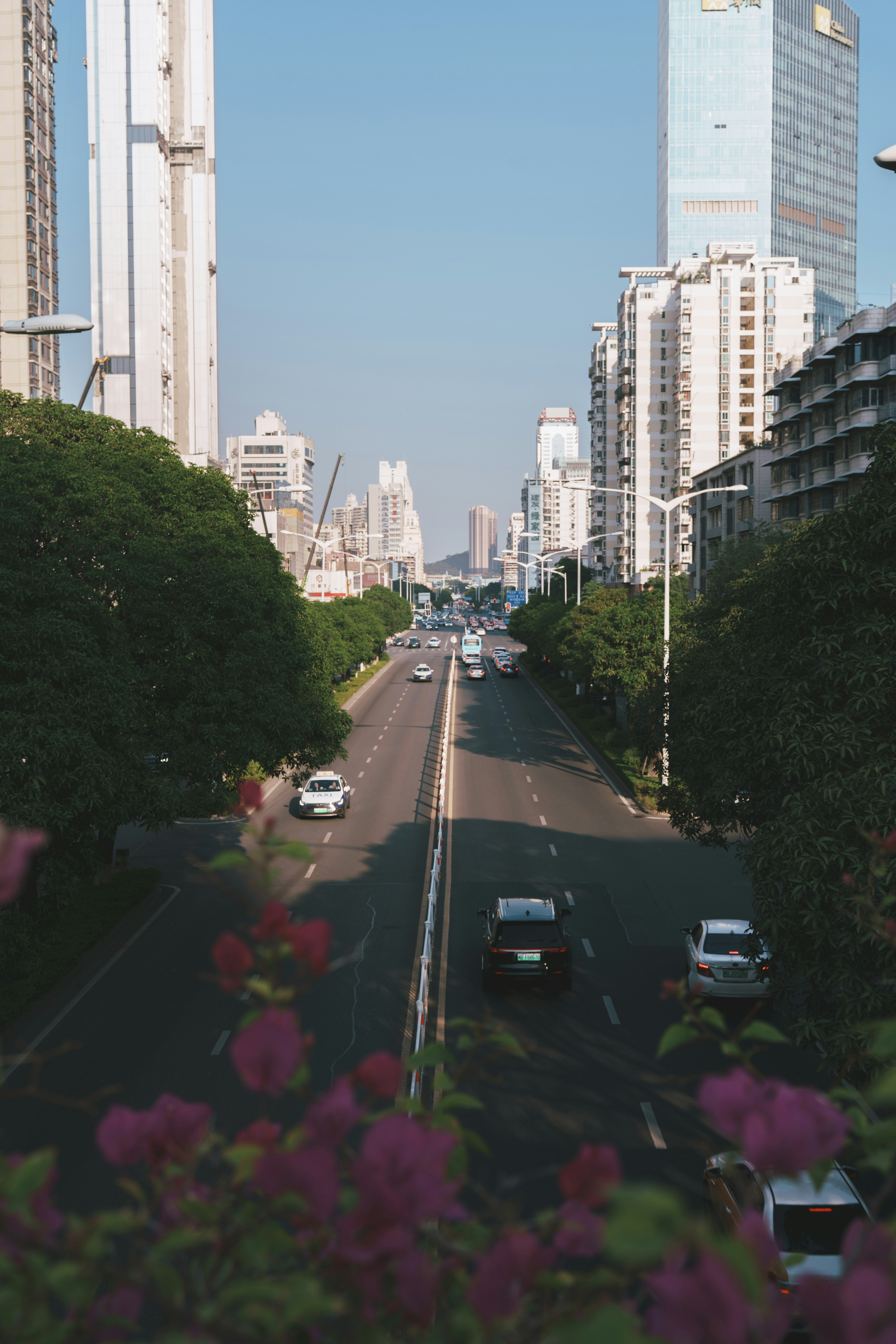 Urban Avenue in Bloom: A Sunlit City Corridor