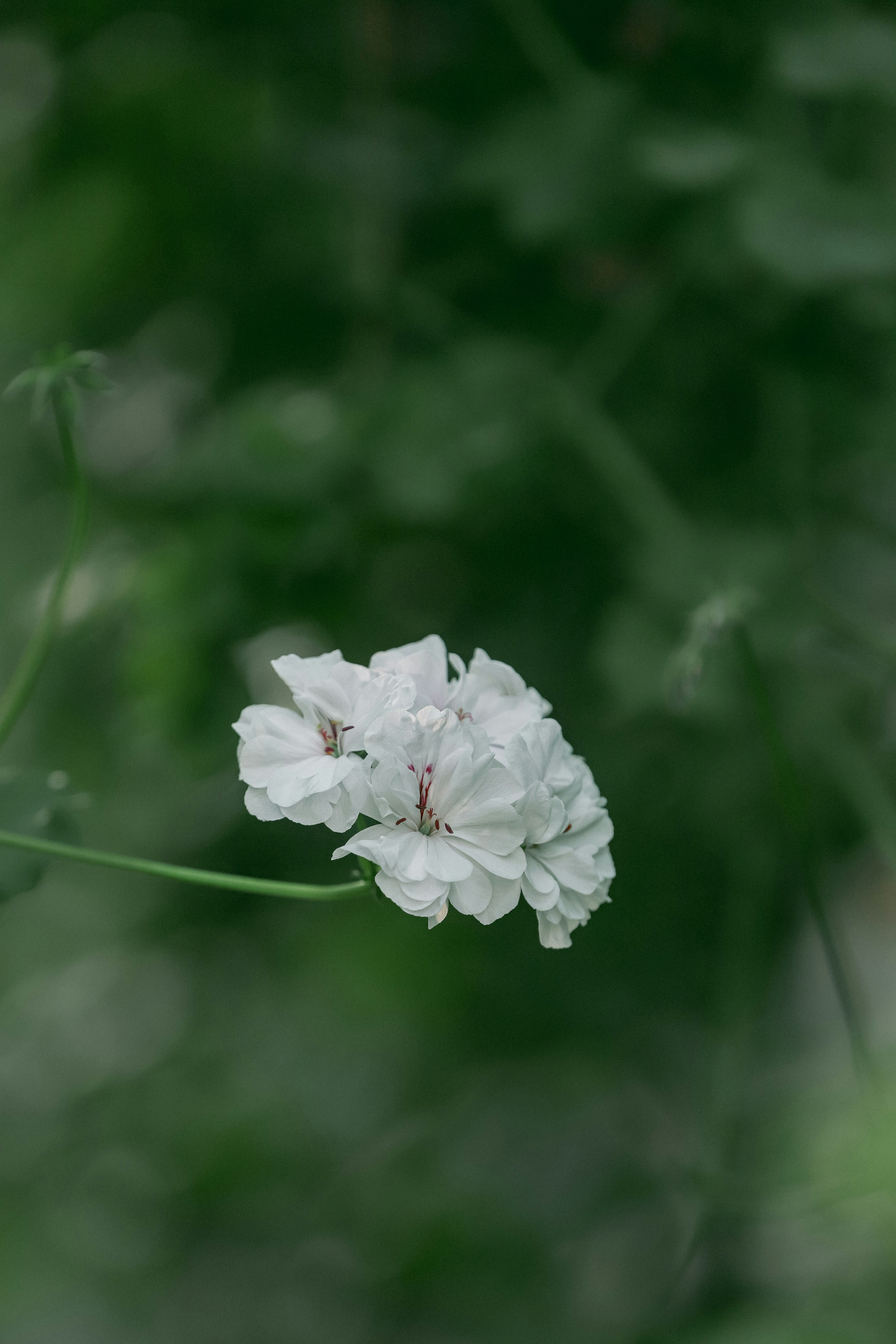 White blossom foreground with verdant blur in a quiet garden