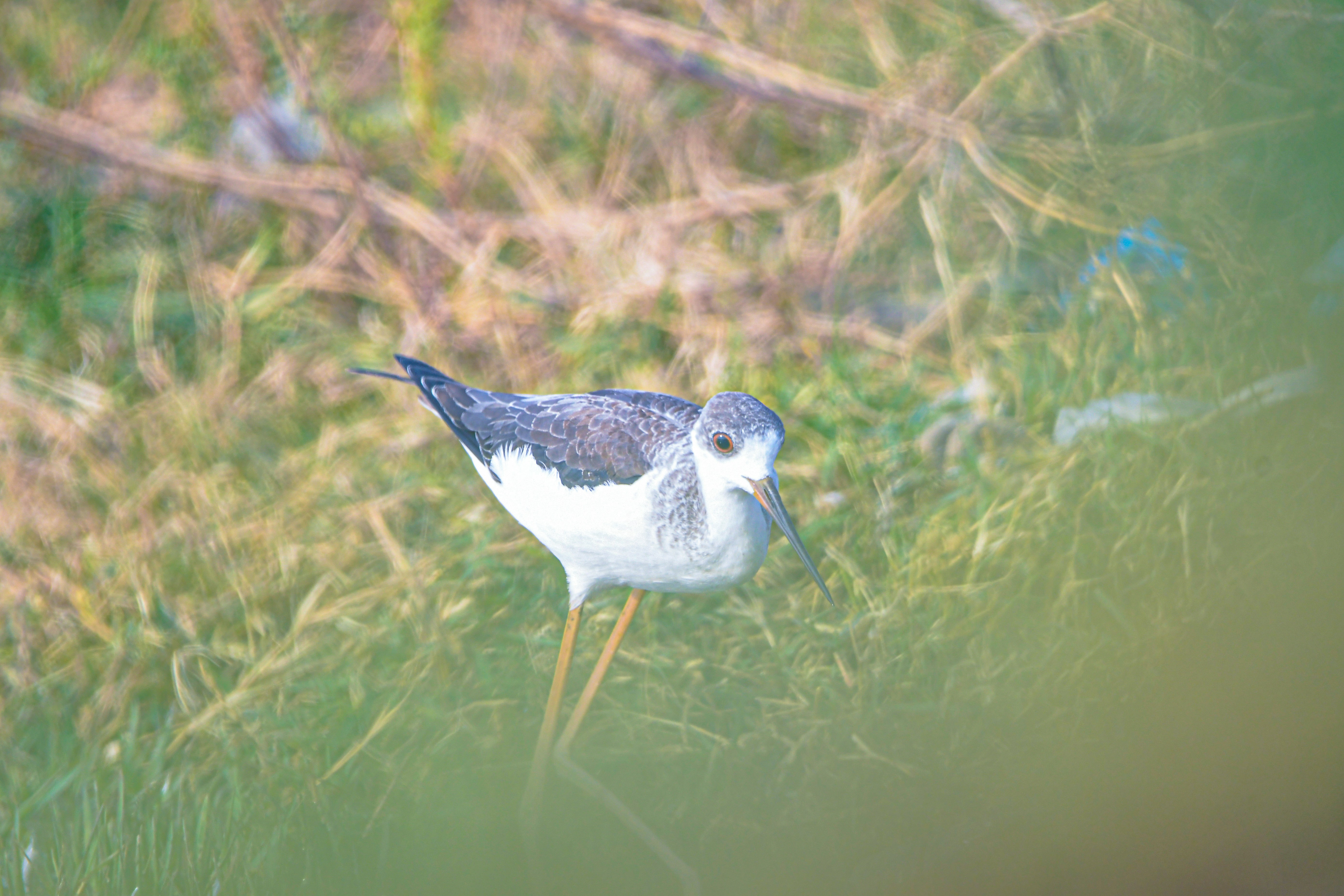 Stilted Watch: A Solitary Avocet in Soft Backlight