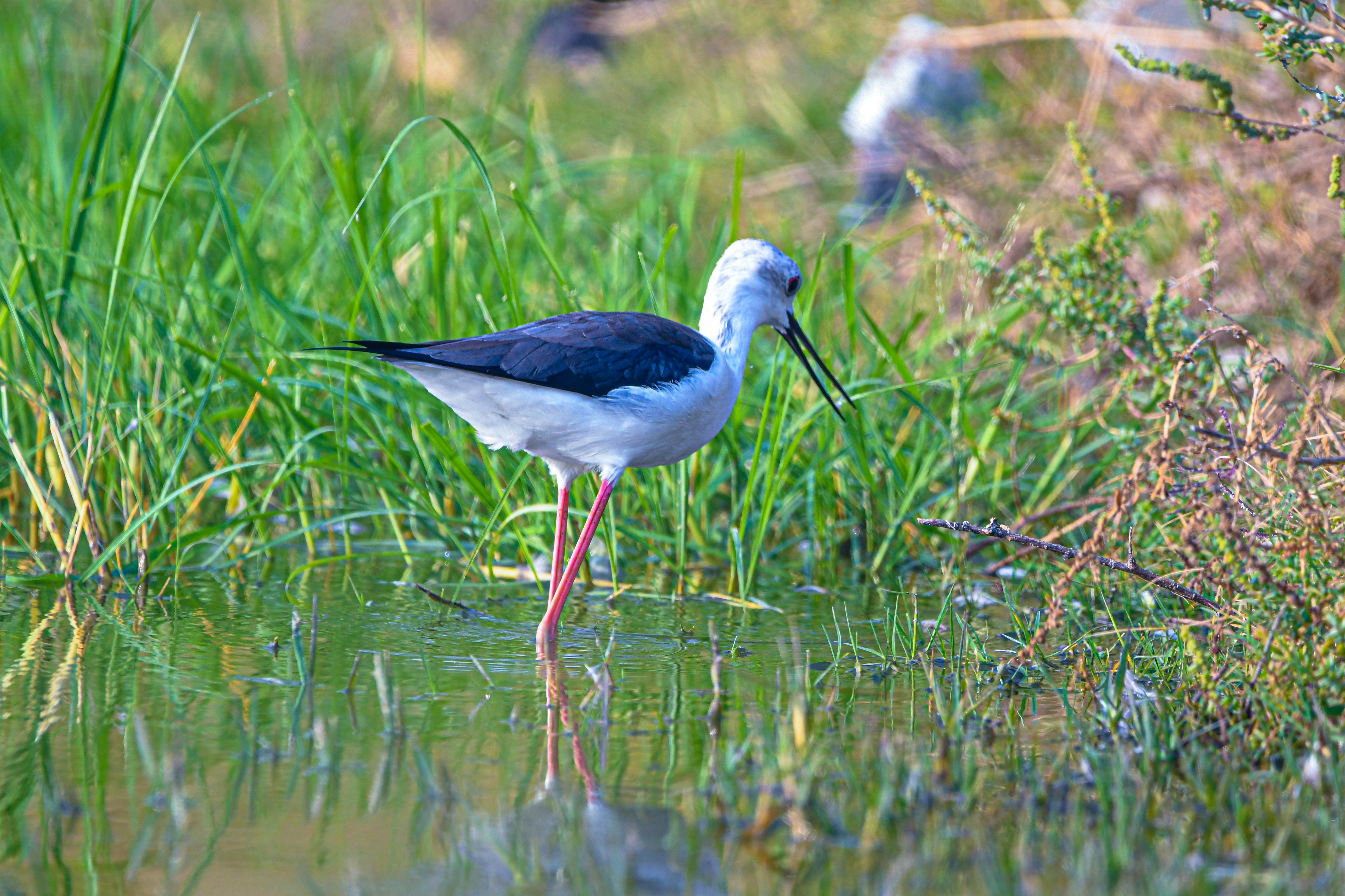 Stilted Focus: A Green-Willed Avocet in Quiet Marsh Light