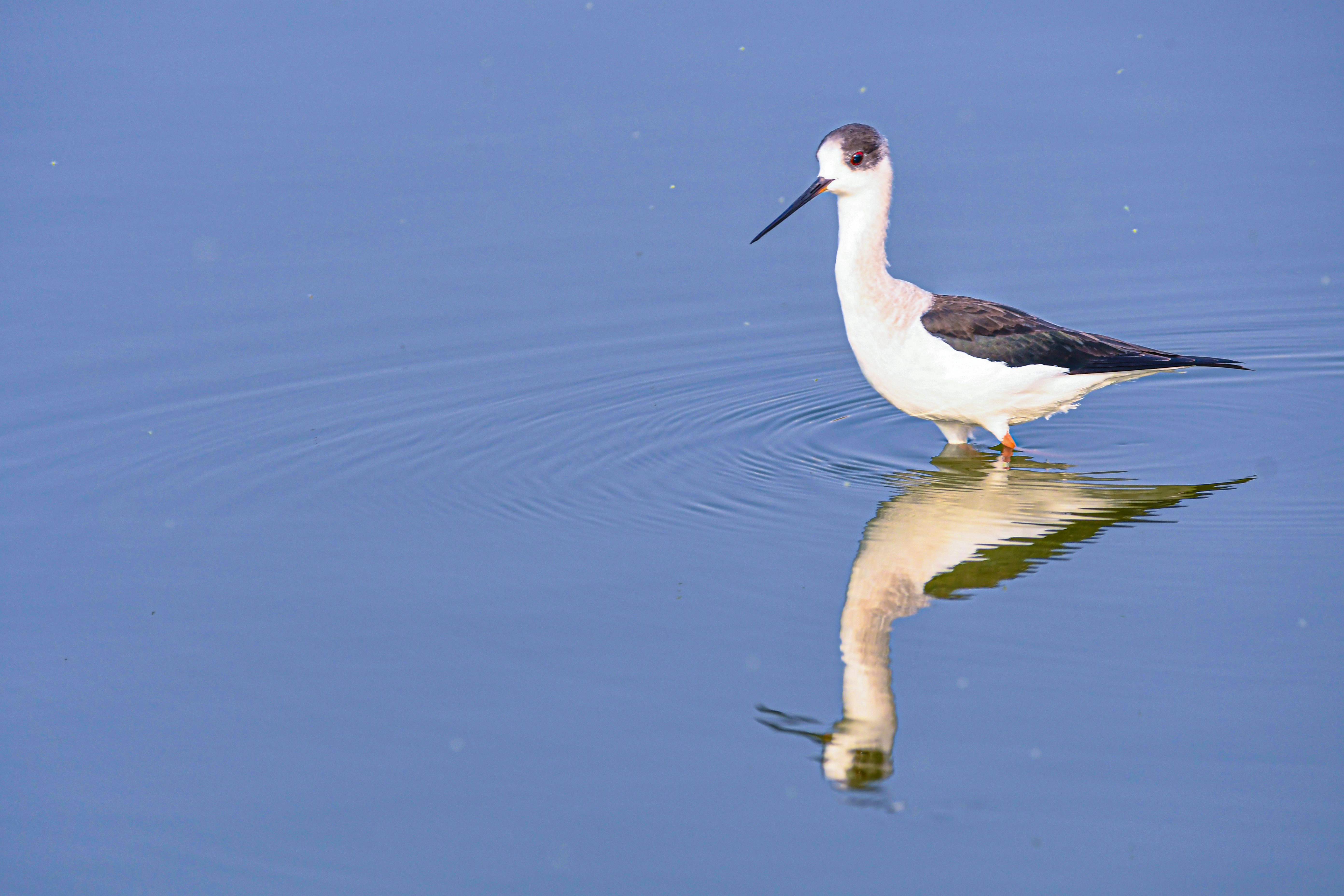 Whiskered Avocet Sentinel of the Calm Lagoon